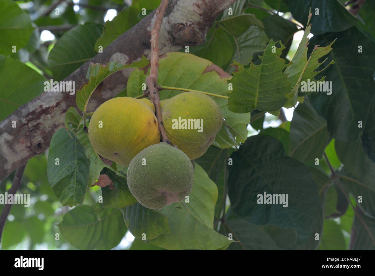 Santol High Resolution Stock Photography and Images - Alamy