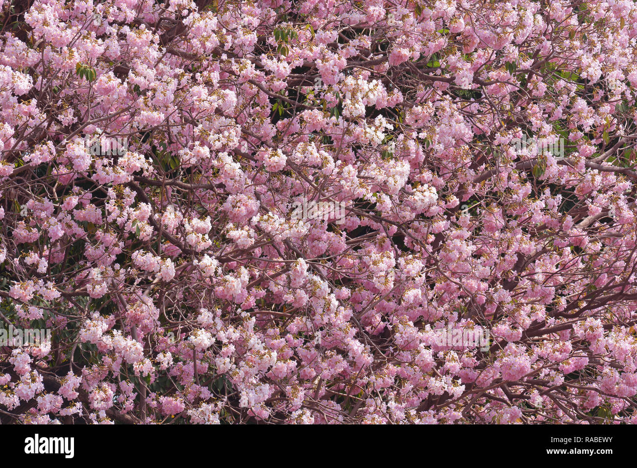 Tabebuia tabebuia impetiginosa hi-res stock photography and images - Alamy