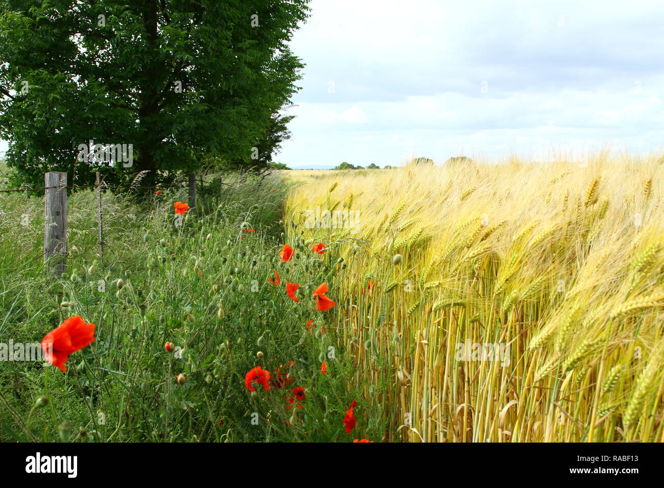 Hedgerows. Conservation. Protecting wildlife. Wild hedgerows and ...