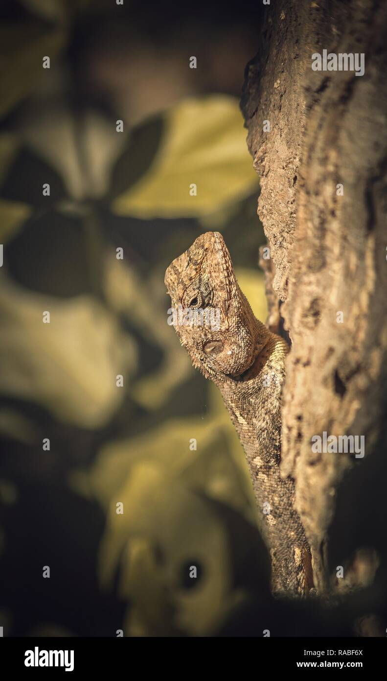 it is a ima ge of animal LIZARD Stock Photo - Alamy