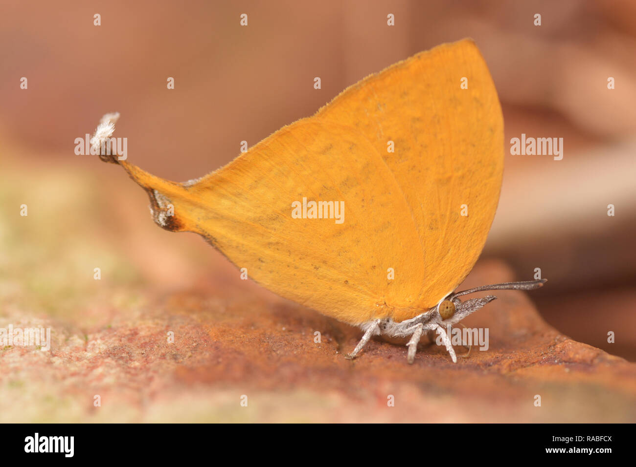 butterfly fly in nature Stock Photo - Alamy