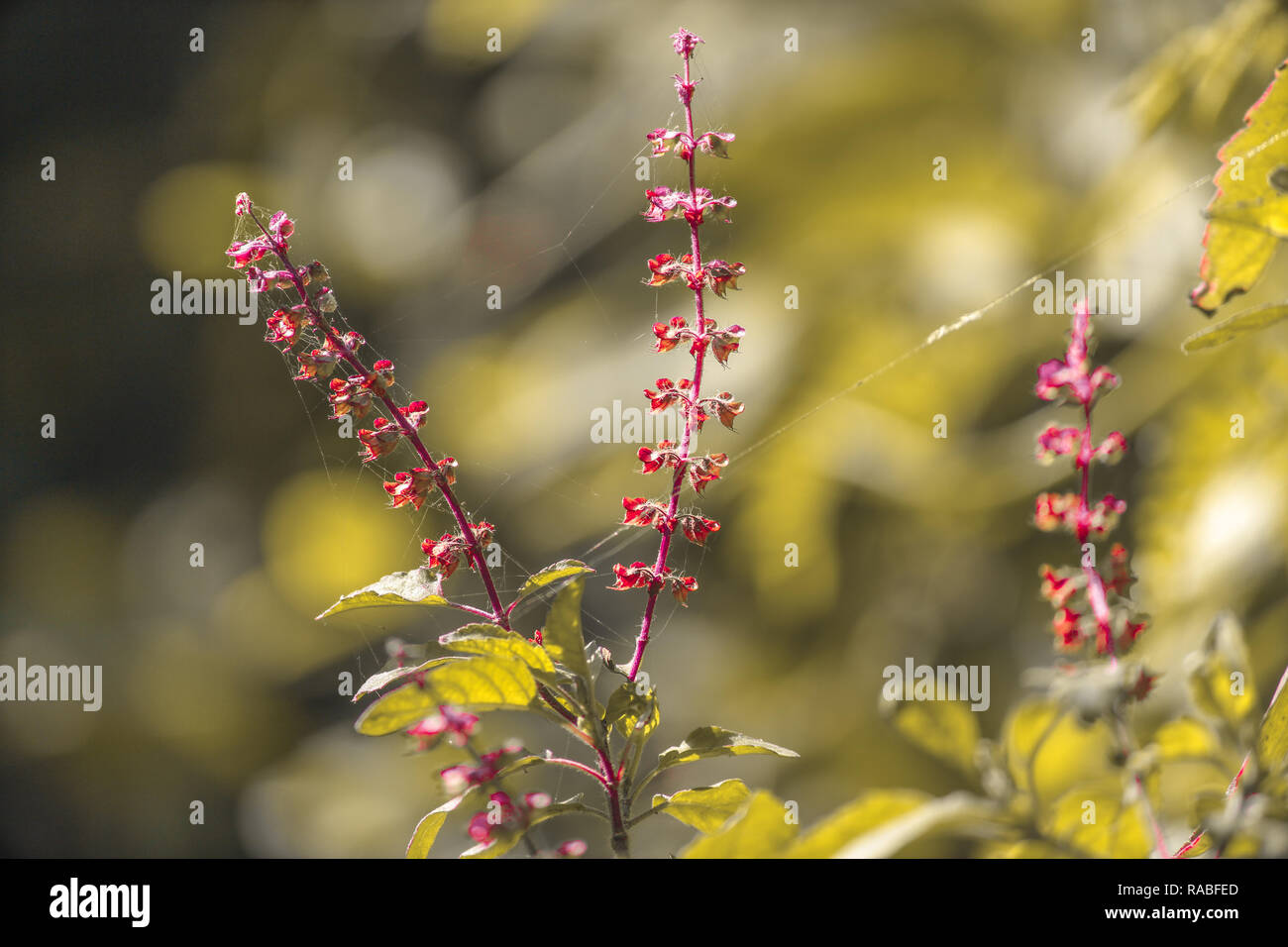 Bokey effect hi-res stock photography and images - Alamy