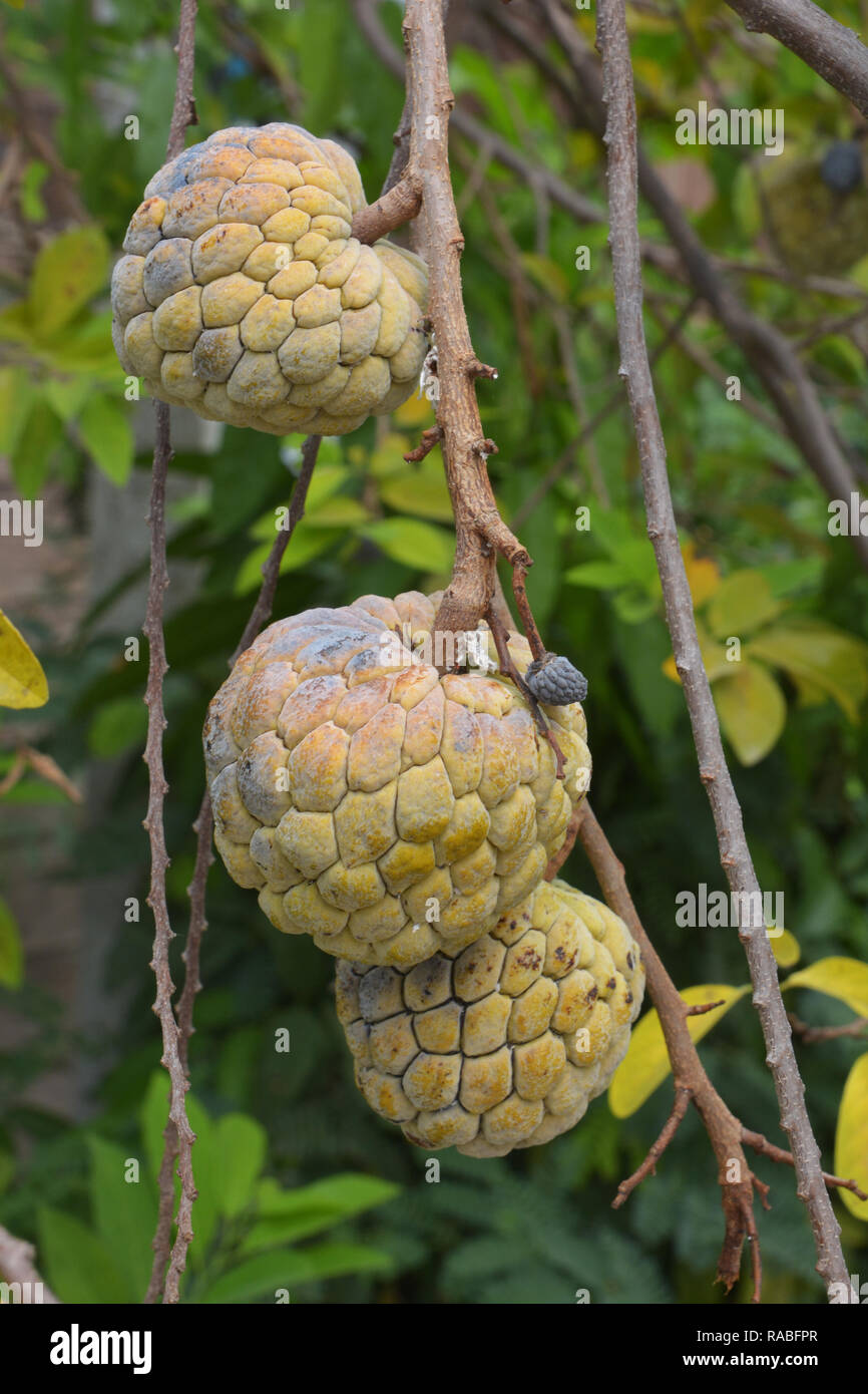 Custard Apple or Sugar Apple growing on a tree Stock Photo - Alamy