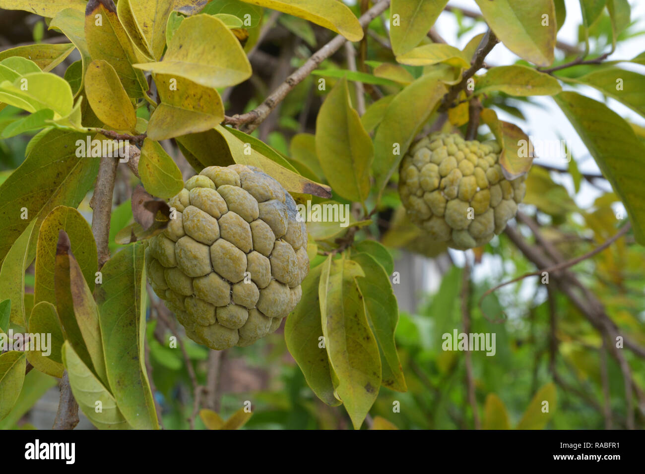 Asia custard apple tree hi-res stock photography and images - Alamy