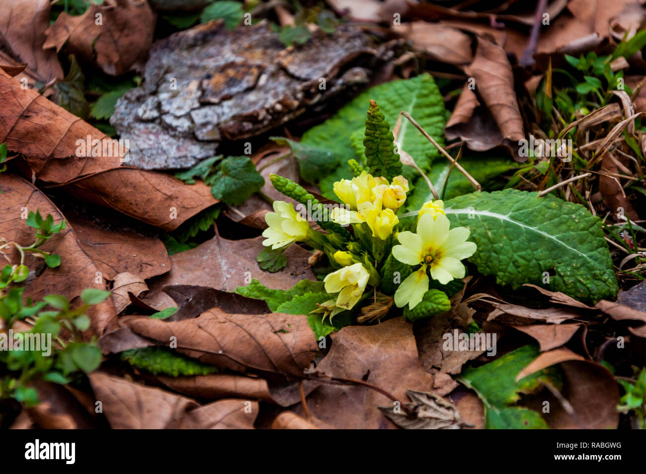 One of the early flower in spring Primrose Wild Stock Photo - Alamy