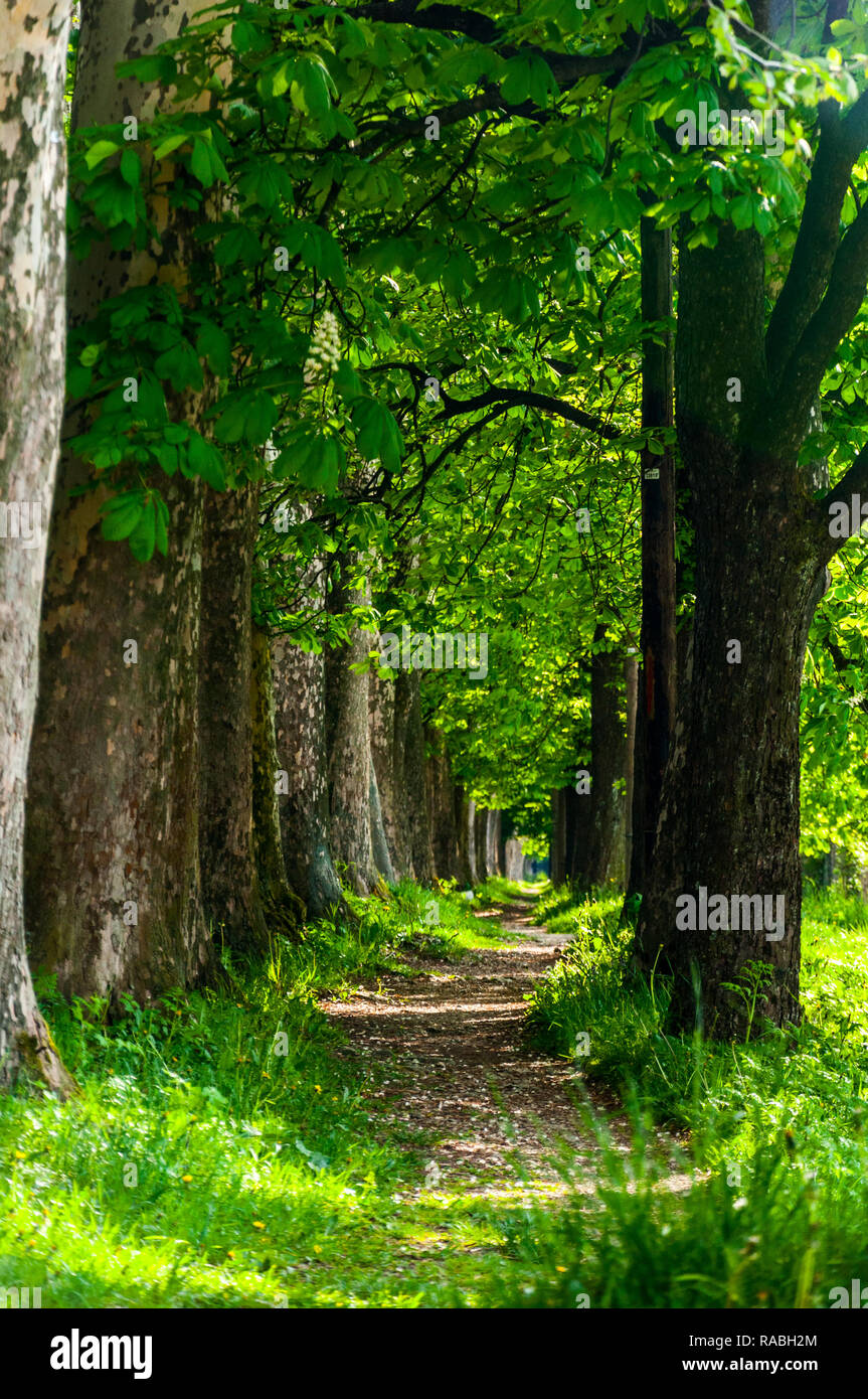 Big alley or Velika aleja to Vrelo Bosna in Sarajevo Stock Photo - Alamy
