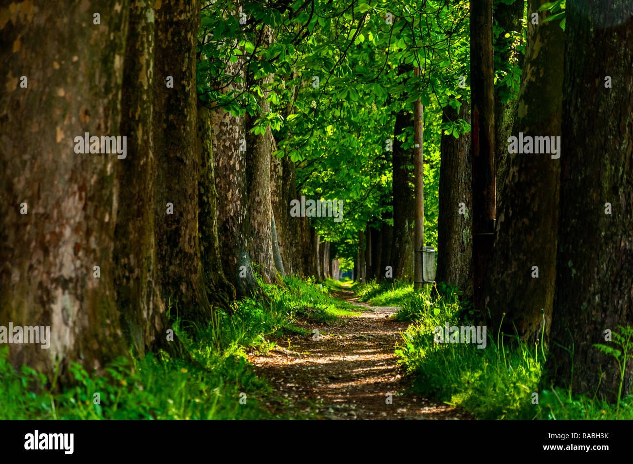 Velika aleja hi-res stock photography and images - Alamy