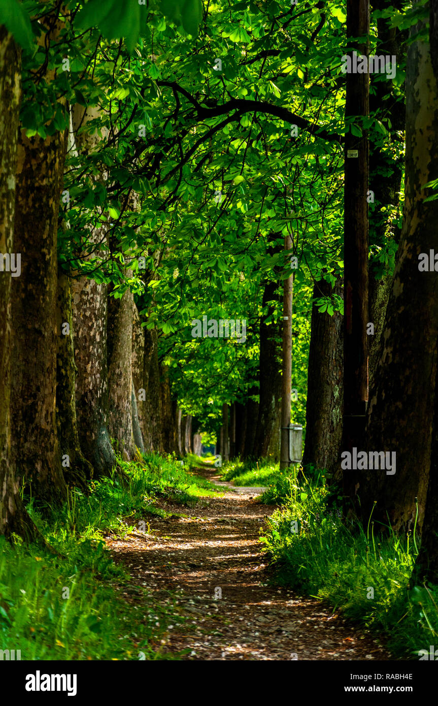 Big alley or Velika aleja to Vrelo Bosna in Sarajevo Stock Photo - Alamy
