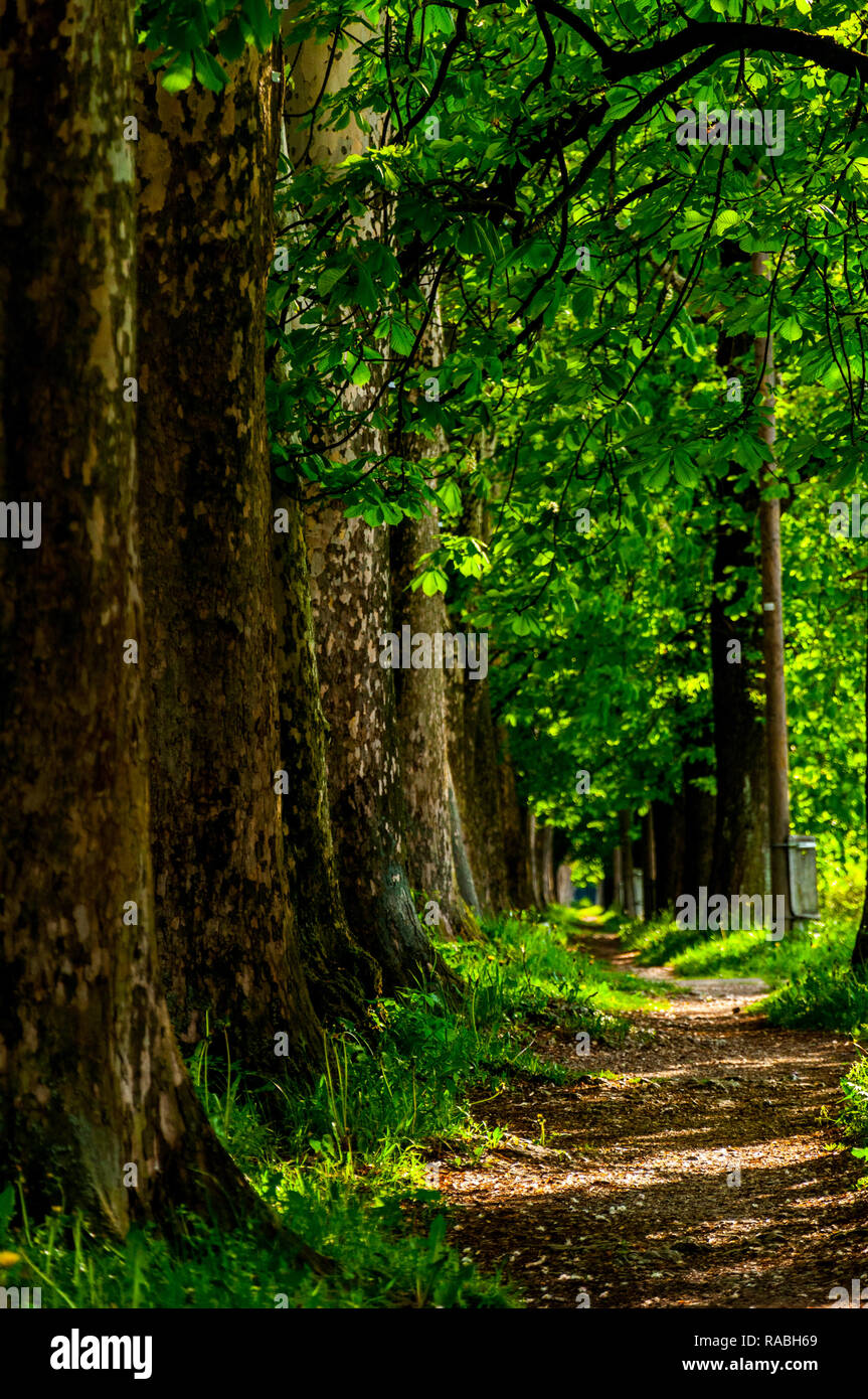 Big alley or Velika aleja to Vrelo Bosna in Sarajevo Stock Photo - Alamy