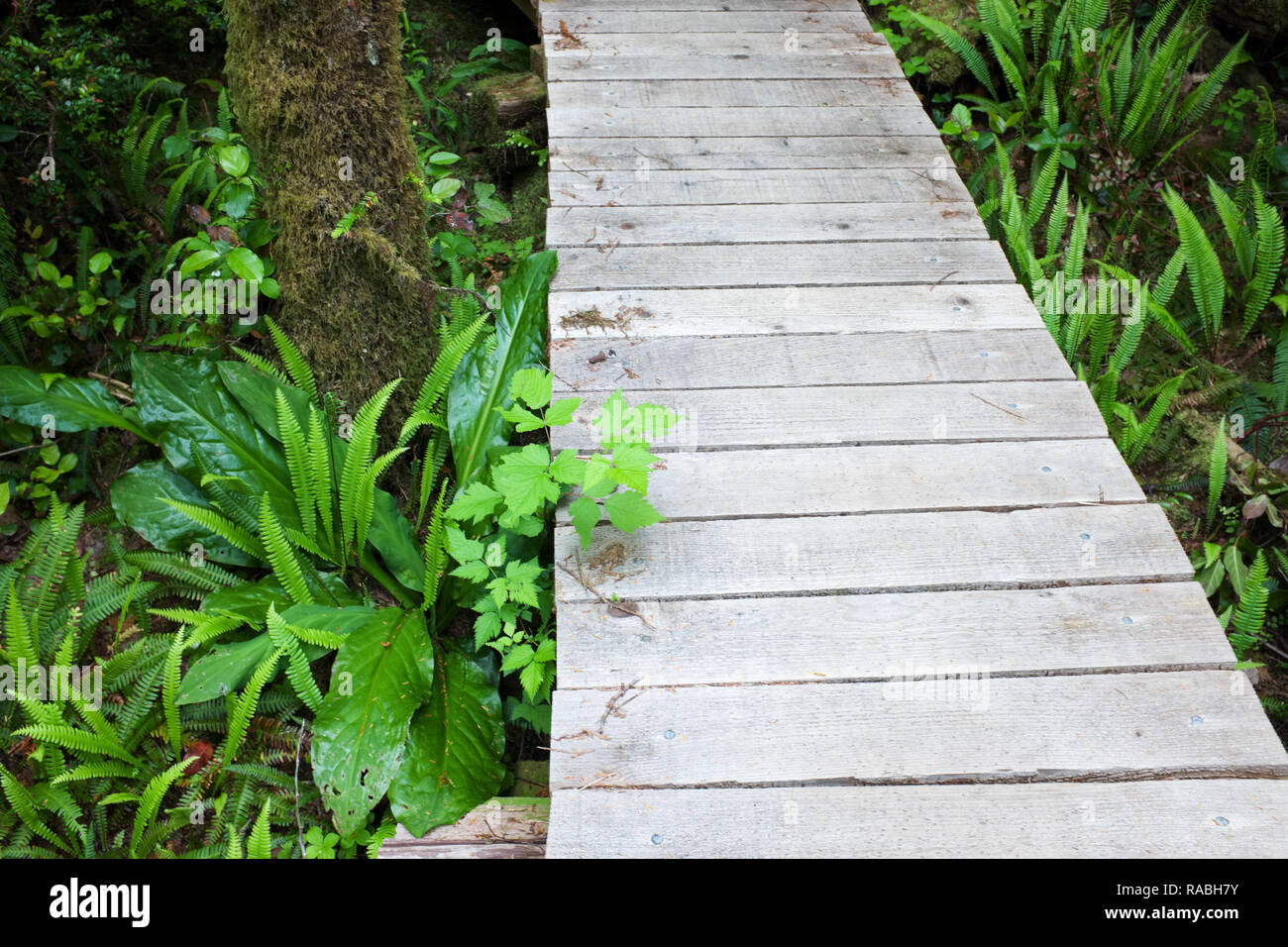 Boardwalk trail through old growth temperate rain forest, Sand Point ...
