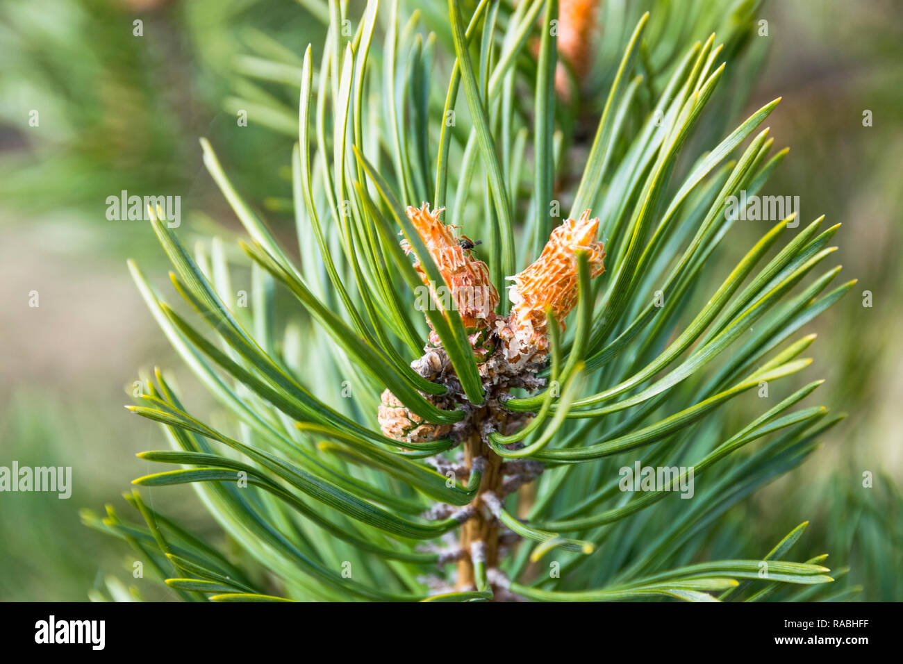 close up of a branch fir tree leaves at the sunshine, pinecone ...