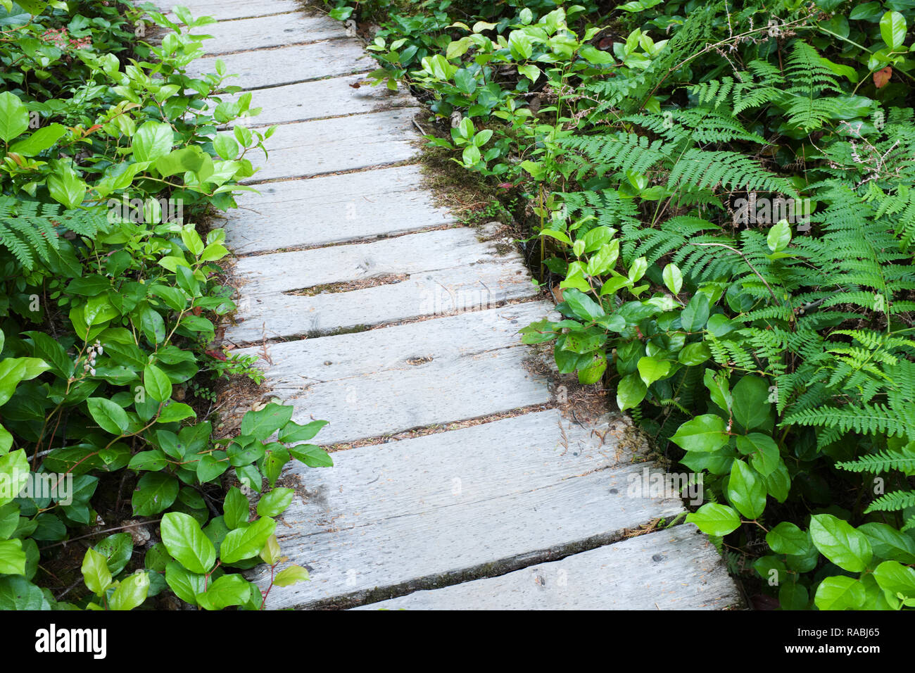 Boardwalk trail through old growth temperate rain forest, Sand Point ...