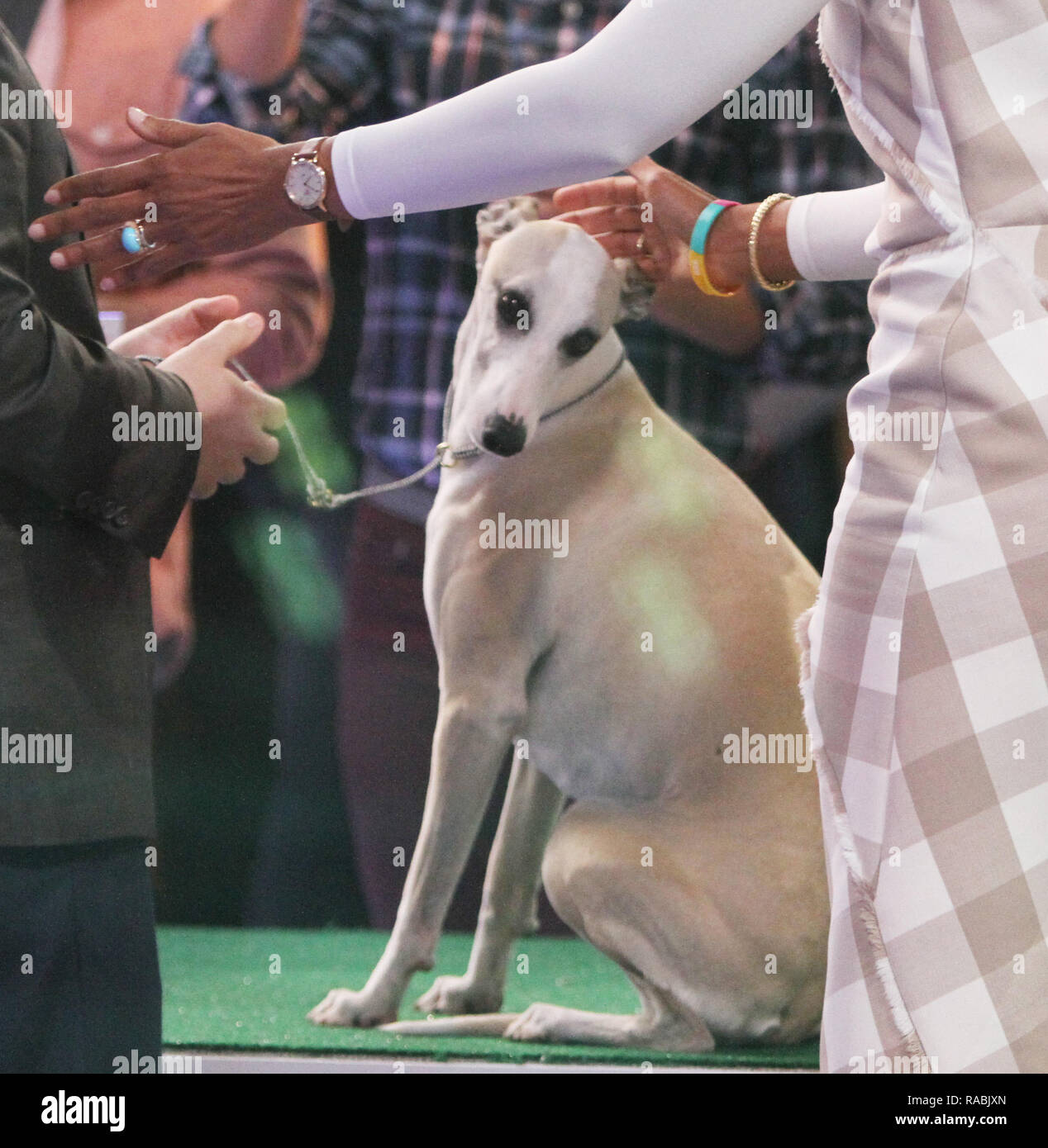 American kennel club hi-res stock photography and images - Alamy