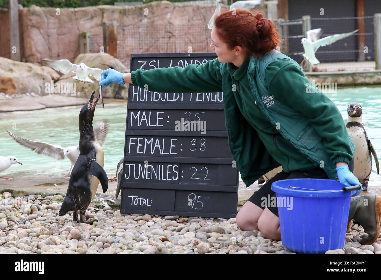 London Zoo, UK. 3rd Jan, 2019. A London Zoo keeper with Penguins during ...