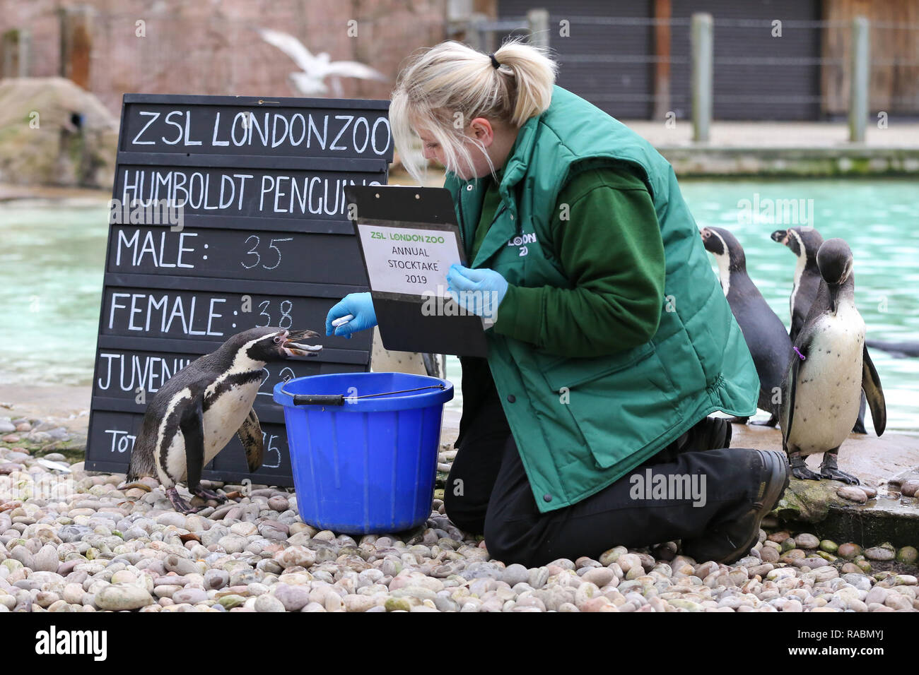 London Zoo, UK. 3rd Jan, 2019. A London Zoo keeper with Penguins during ...