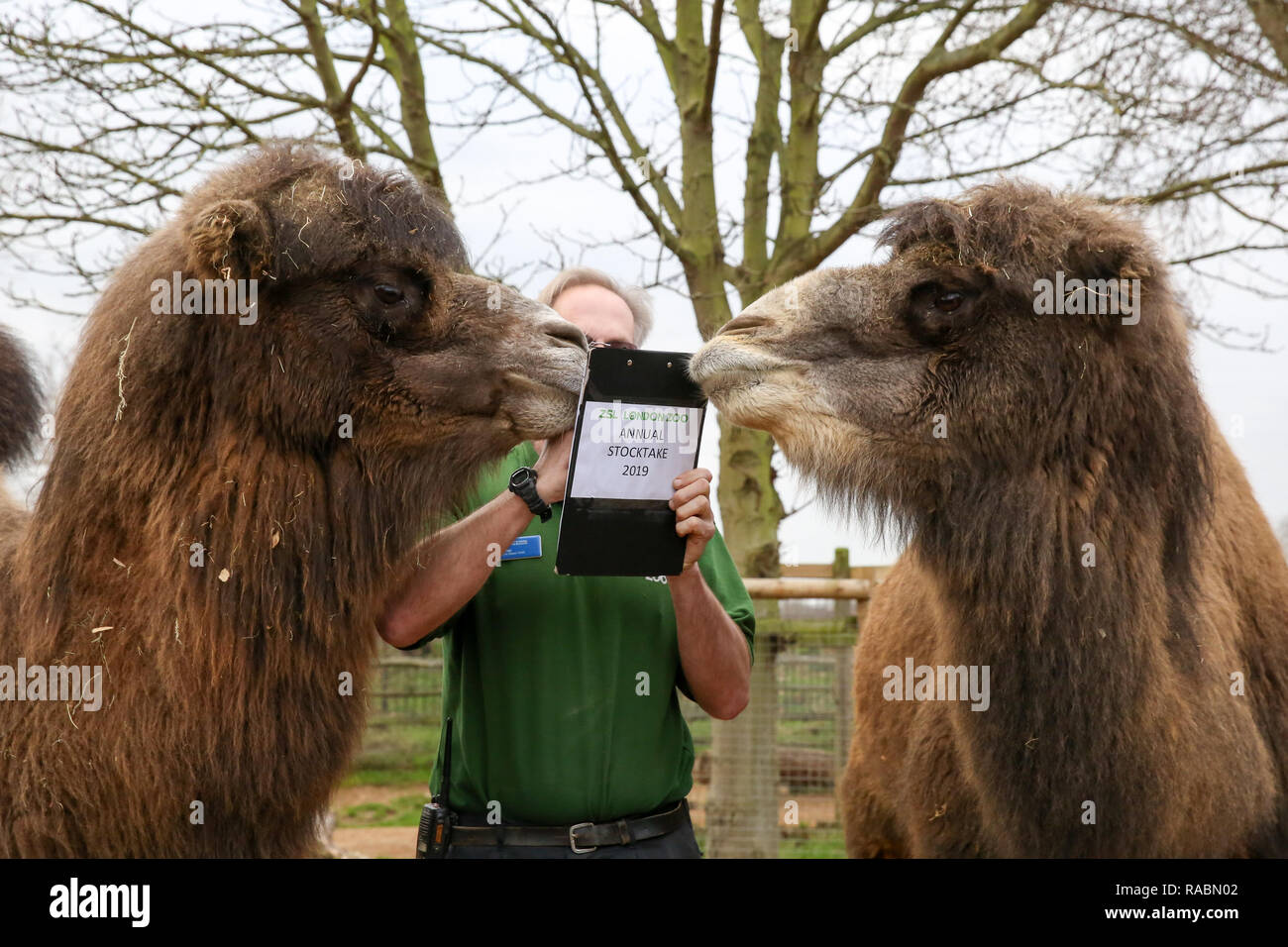 London Zoo, UK. 3rd Jan, 2019. Mick Tiley, London Zoo keeper with ...