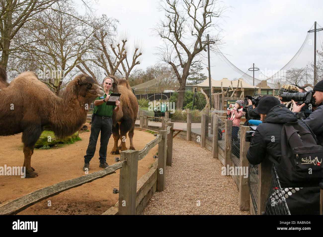 London Zoo, UK. 3rd Jan, 2019. Mick Tiley, London Zoo keeper with ...