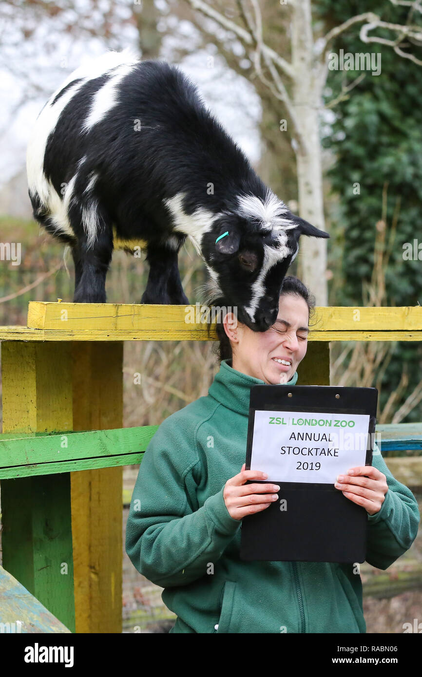 London Zoo, UK. 3rd Jan, 2019. A London Zoo keeper with Pygmy Goat ...