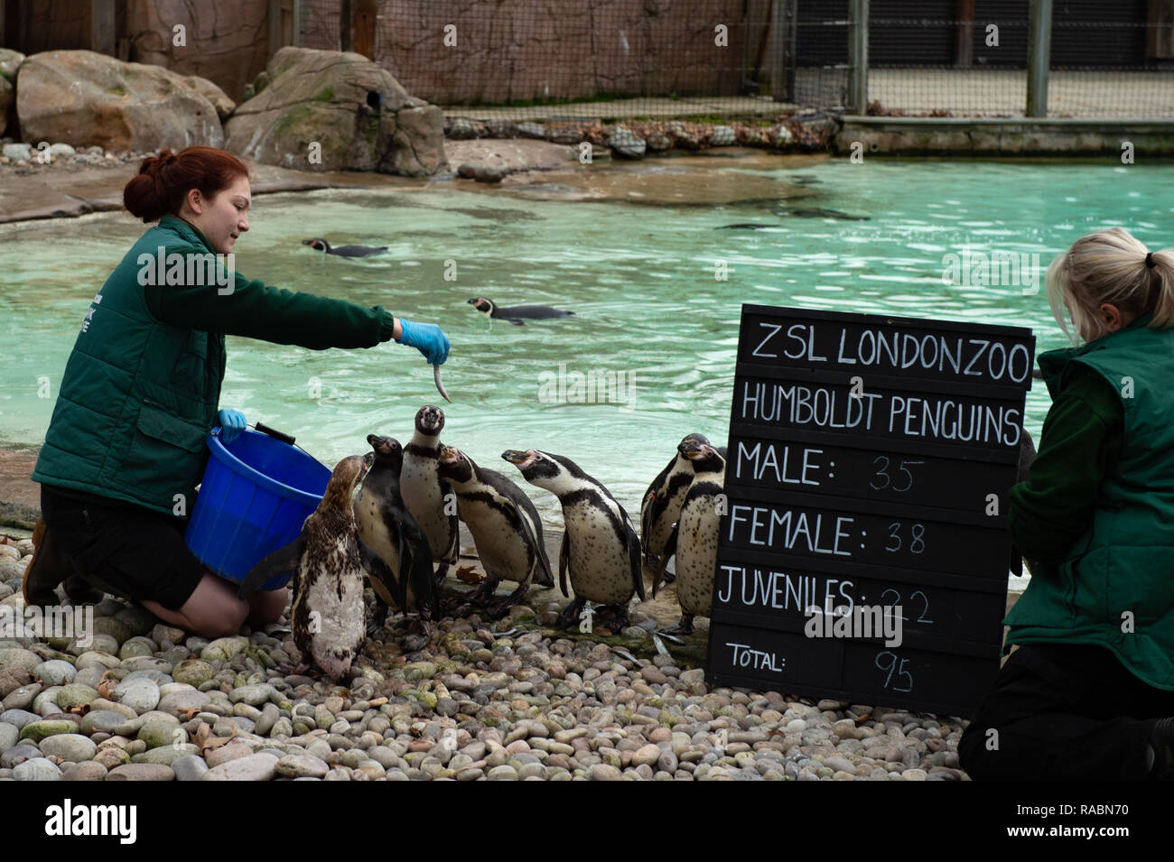 London, United Kingdom. 3rd Jan, 2019. Zookeepers at ZSL London Zoo ...