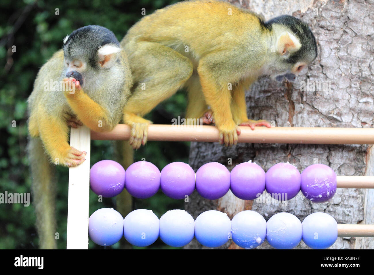 London, UK, 3rd Jan 2019. The cheeky squirrel monkeys have fun with ...