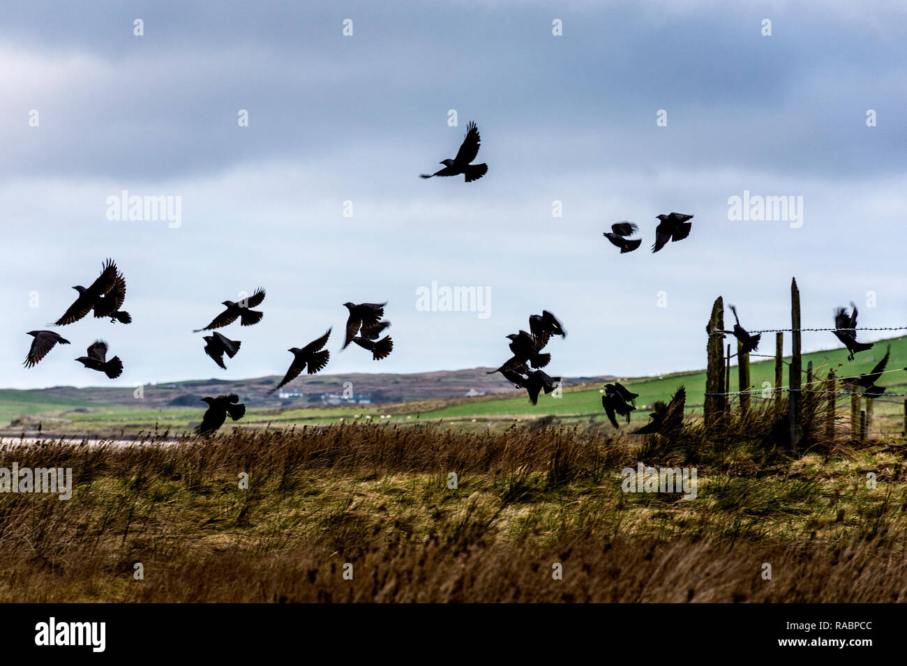 Unkindness ravens hi-res stock photography and images - Alamy