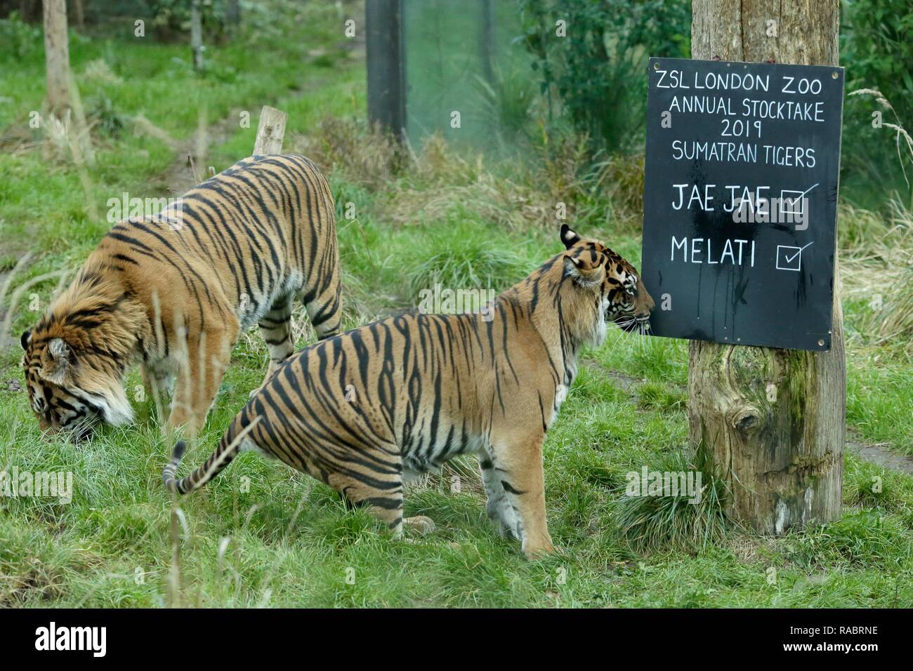 London, Britain. 3rd Jan, 2019. Sumatran tigers Jae Jae and Melati are ...