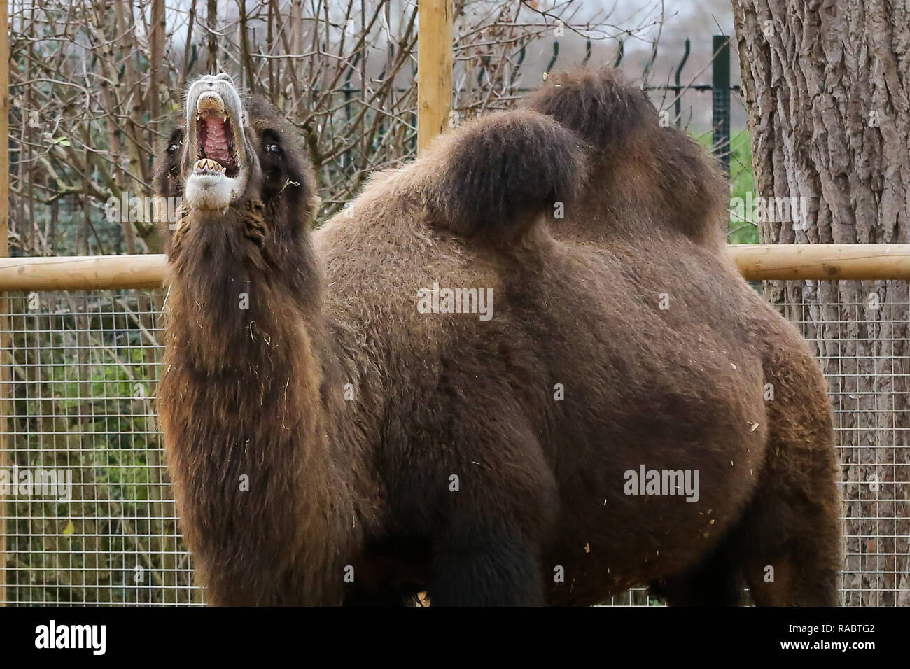 London Zoo, UK 3 Jan 2019 - A Camel during the annual stocktake at ...