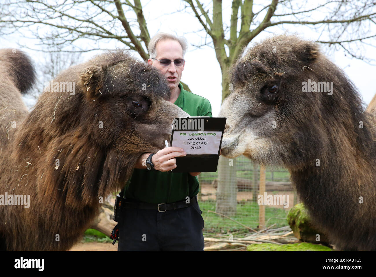 London Zoo, UK 3 Jan 2019 - Mick Tiley, London Zoo keeper with Camels ...