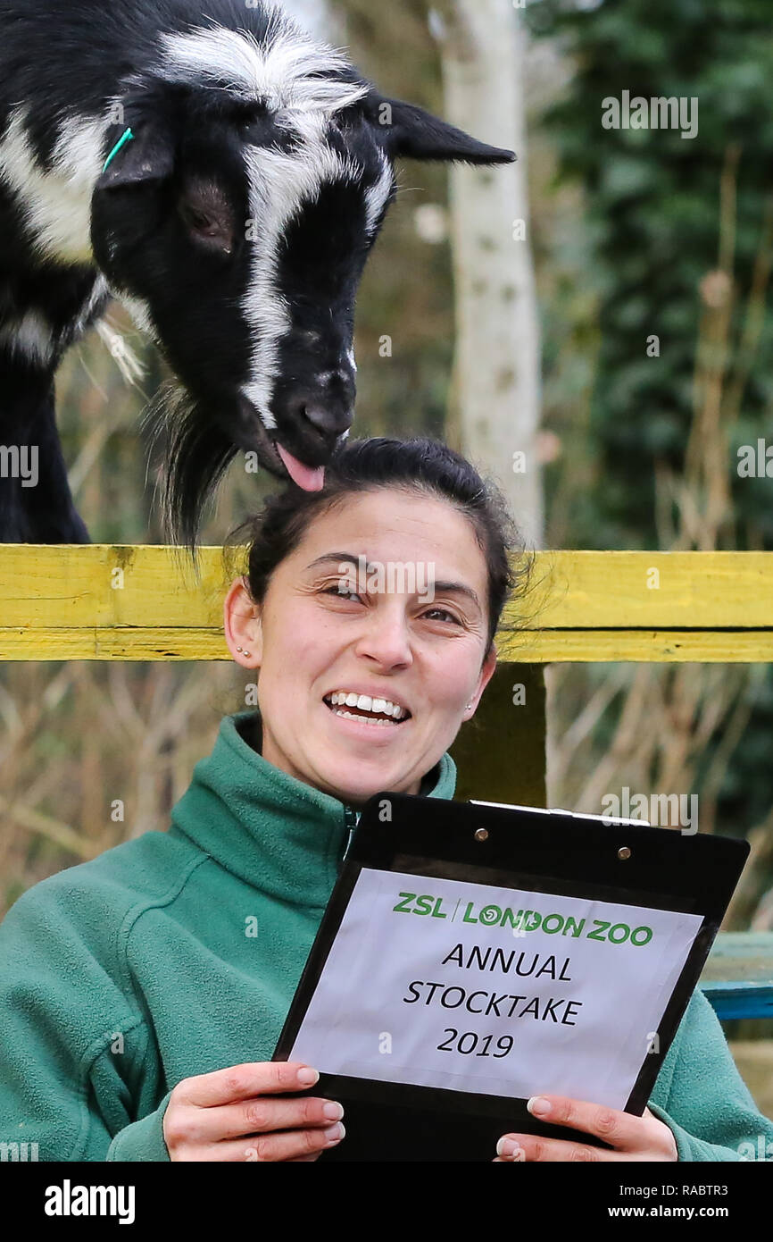 London, UK. 3rd Jan, 2019. A London Zoo-keeper is seen with a Pygmy ...