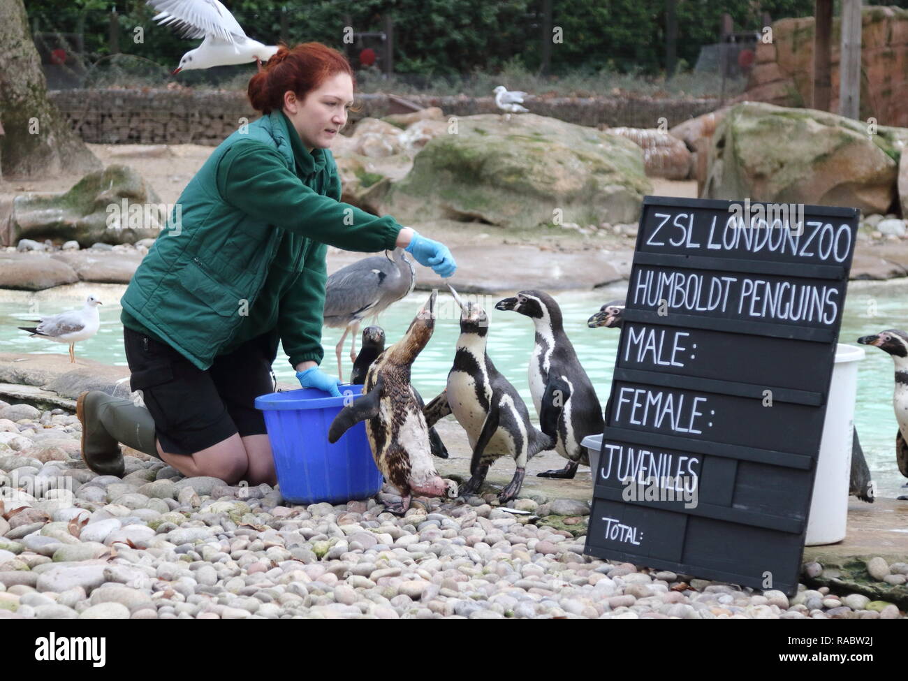 London, UK. 3rd Jan, 2019. A Zoo keeper at ZSL London Zoo seen counting ...