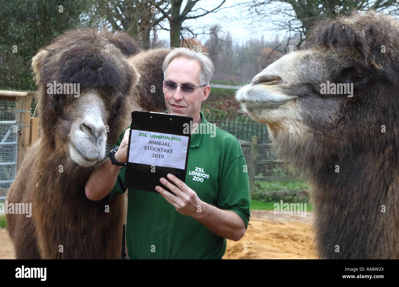 London, UK. 3rd Jan, 2019. A Zoo keeper at ZSL London Zoo seen counting ...