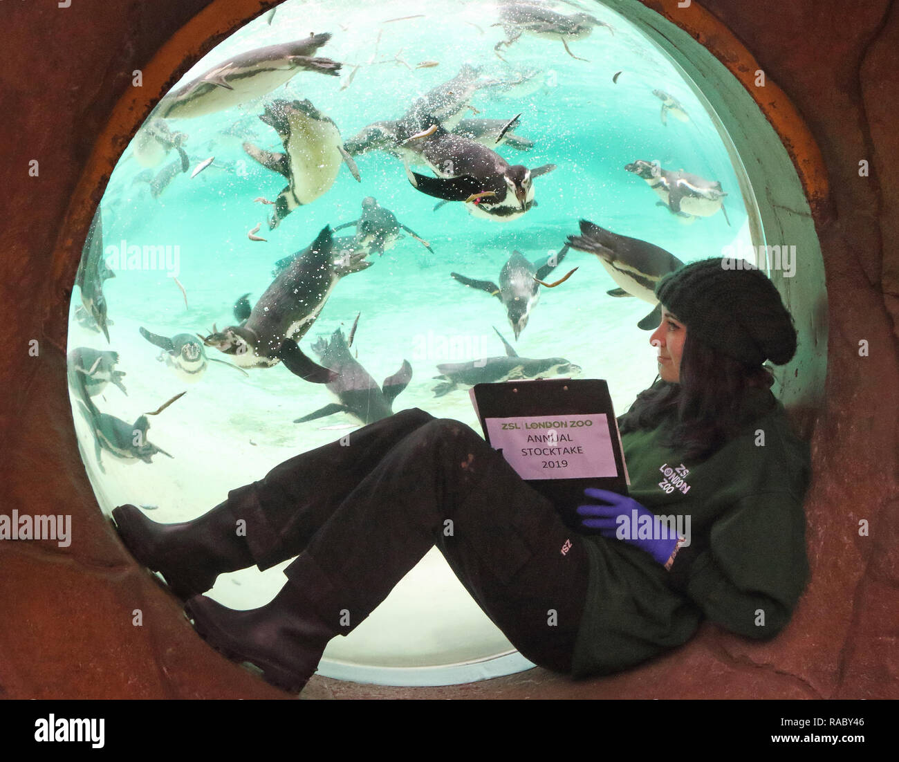 A Zoo keeper at ZSL London Zoo seen counting Humboldt Penguins during ...