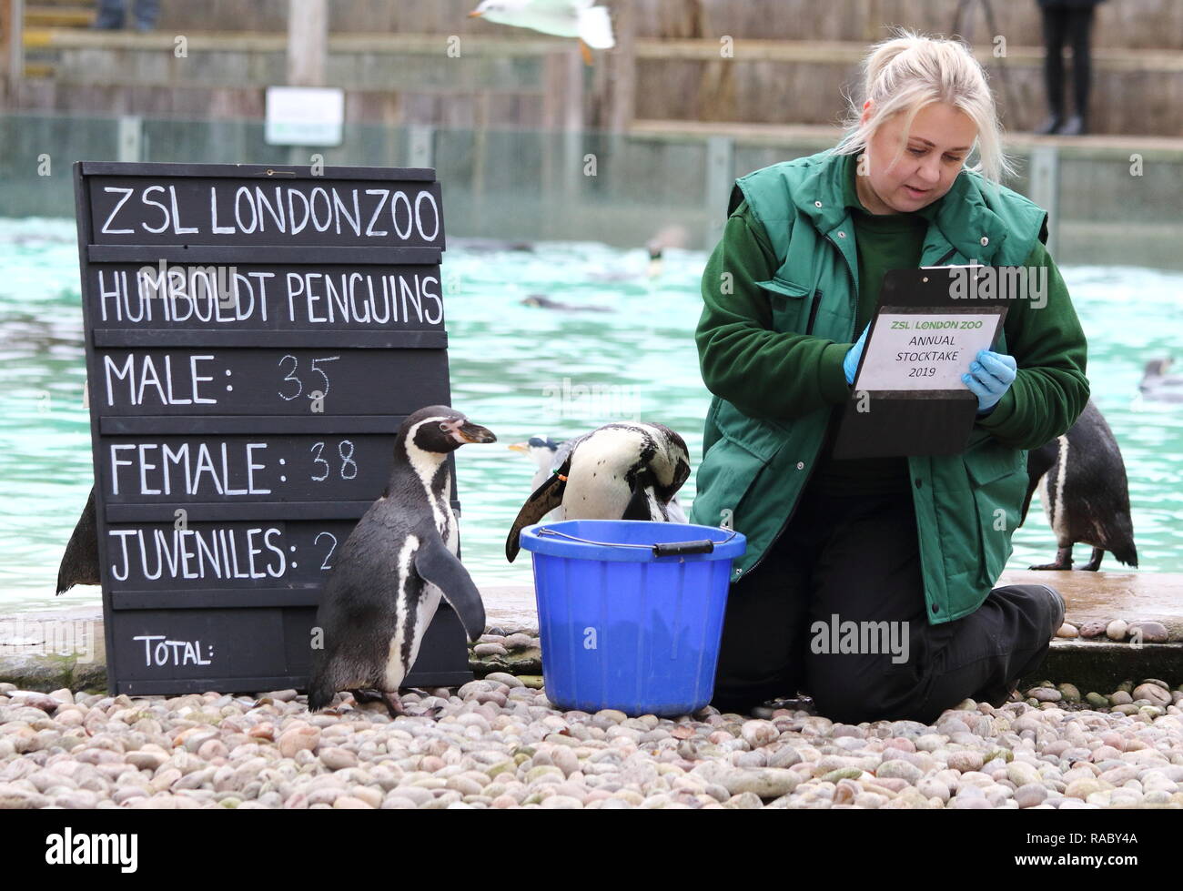 A Zoo keeper at ZSL London Zoo seen counting Humboldt Penguins during ...