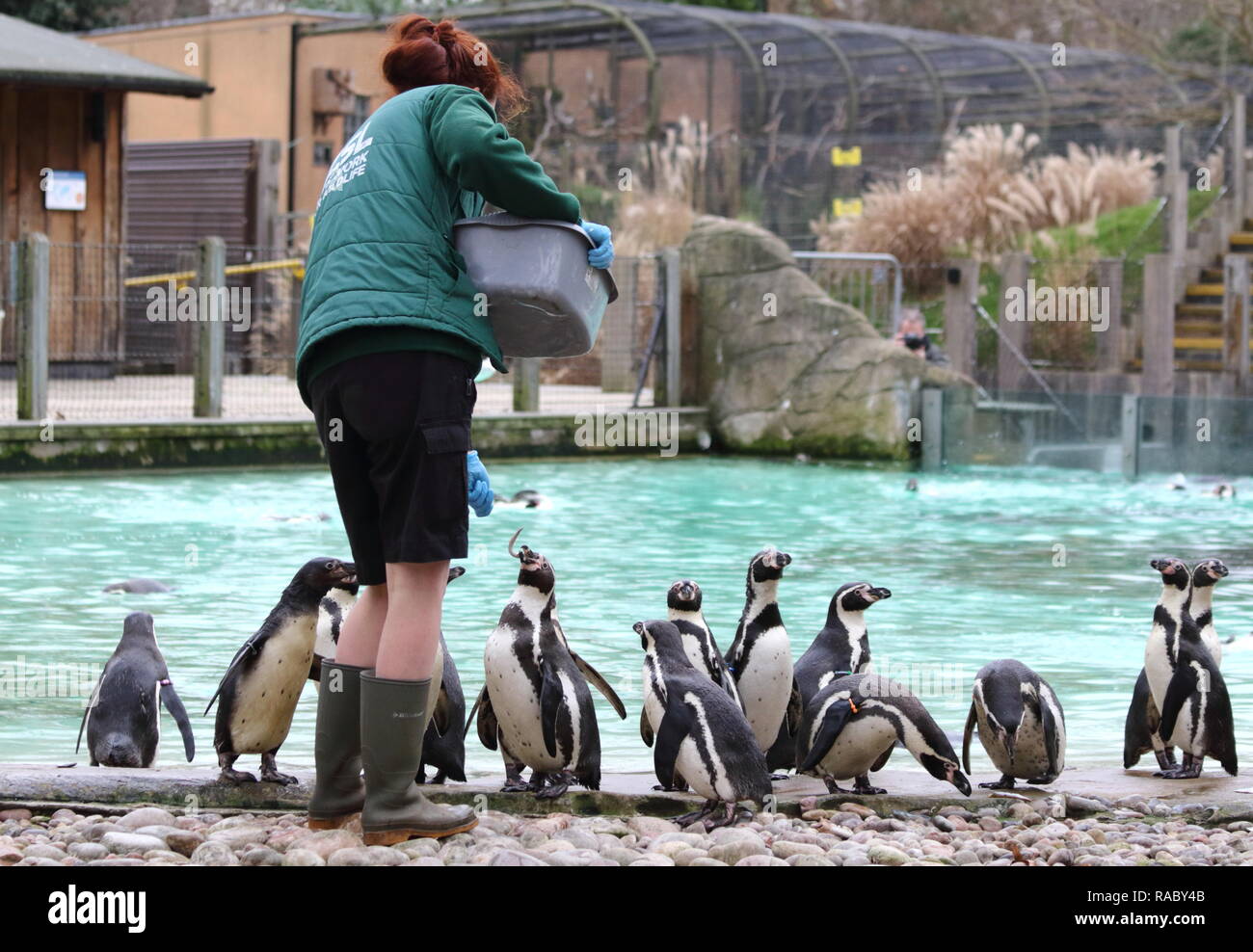 A Zoo keeper at ZSL London Zoo seen counting Humboldt Penguins during ...