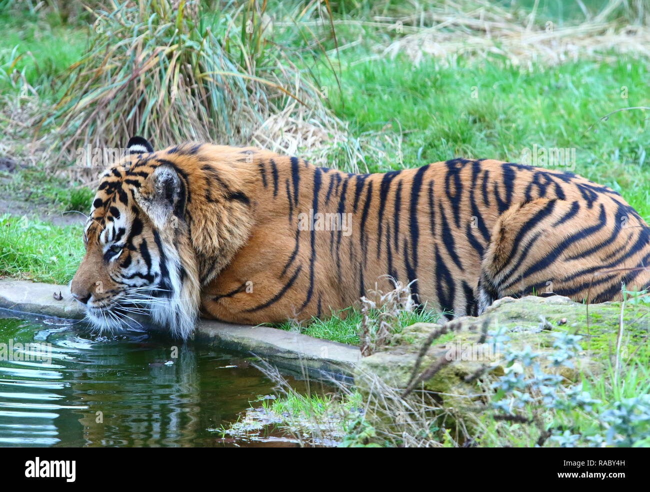 A Sumatran Tiger seen during the Zoo's annual stocktaking. Caring for ...