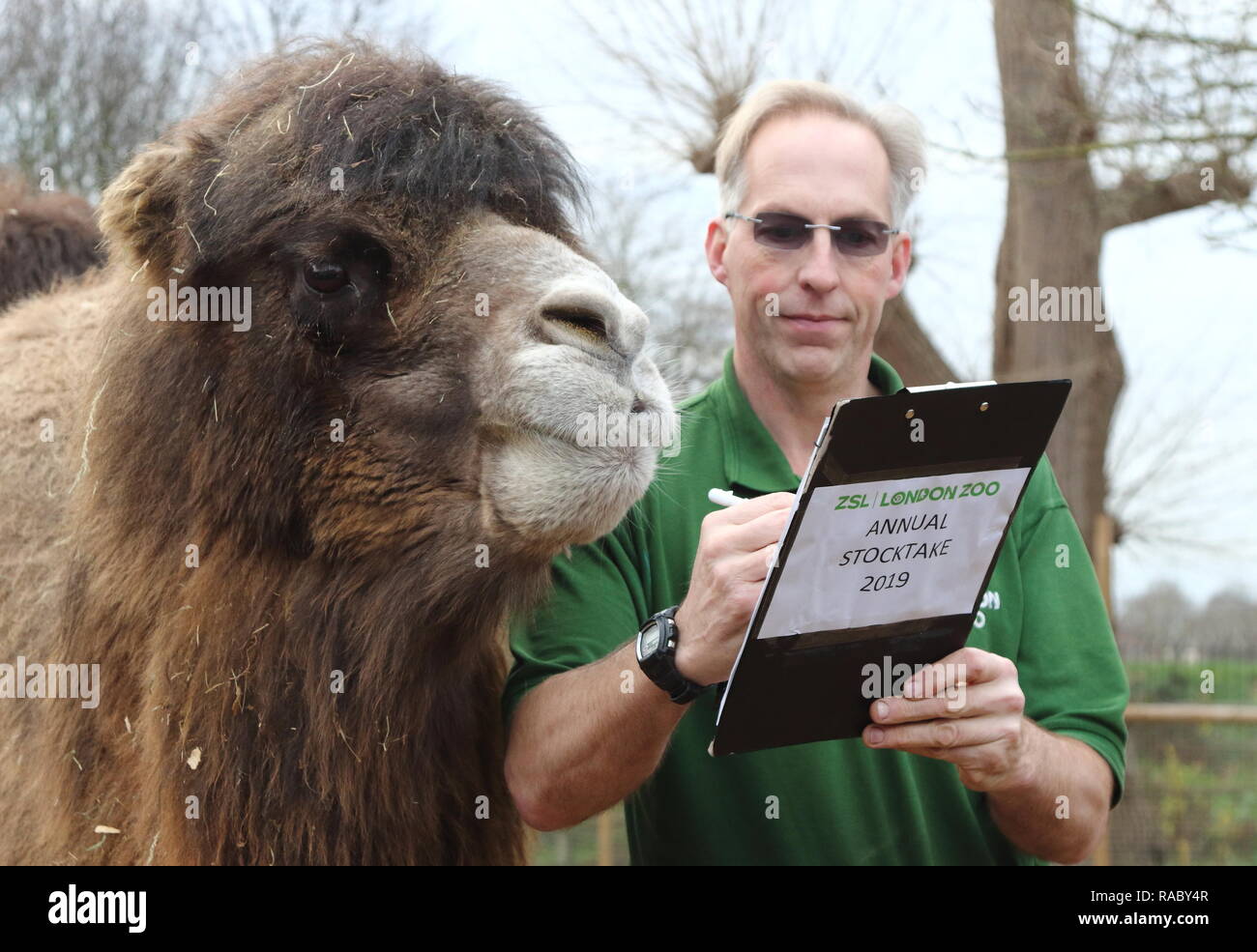 A Zoo keeper at ZSL London Zoo seen counting Bactrian camels during the ...