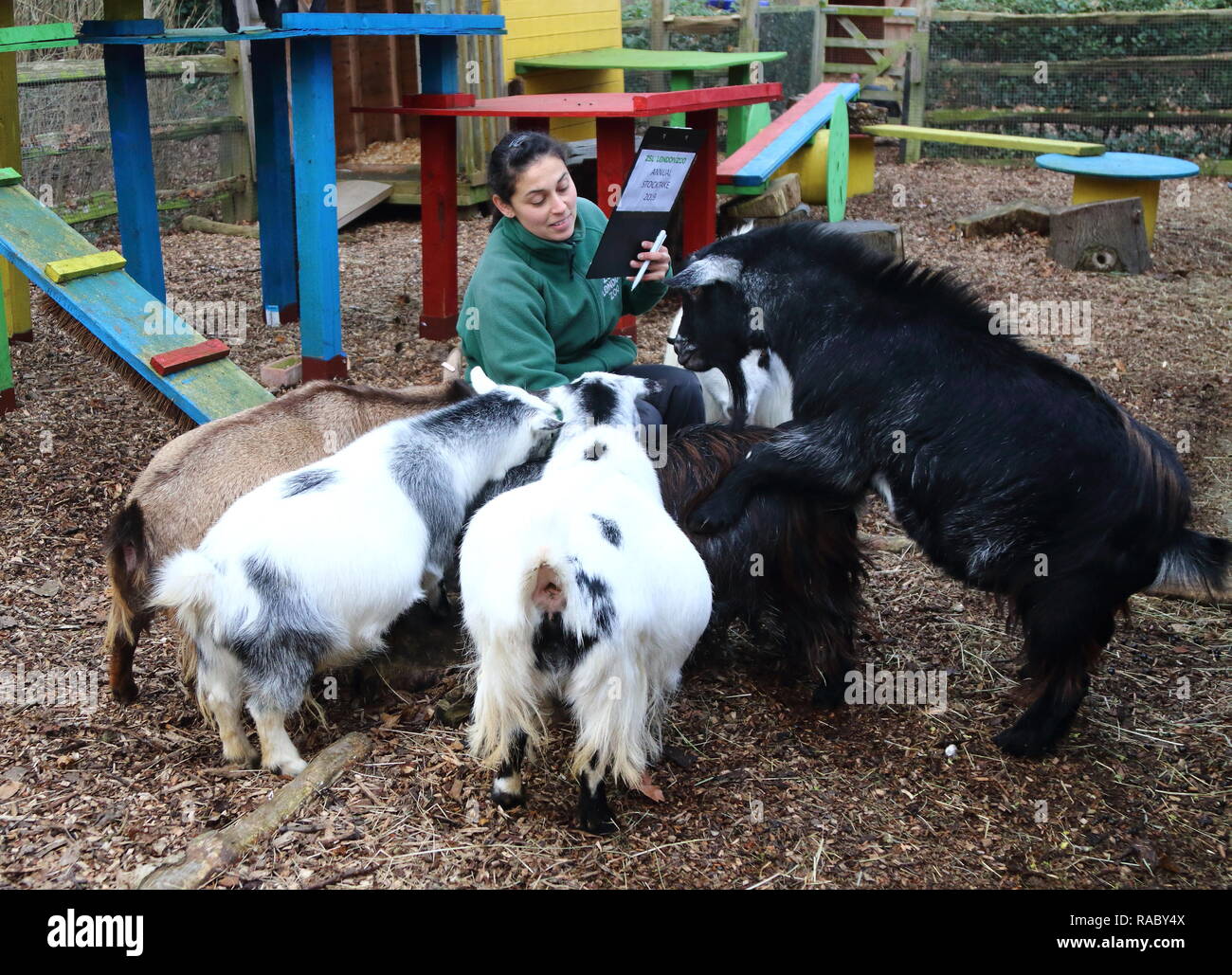 Nigerian dwarf goat hi-res stock photography and images - Alamy