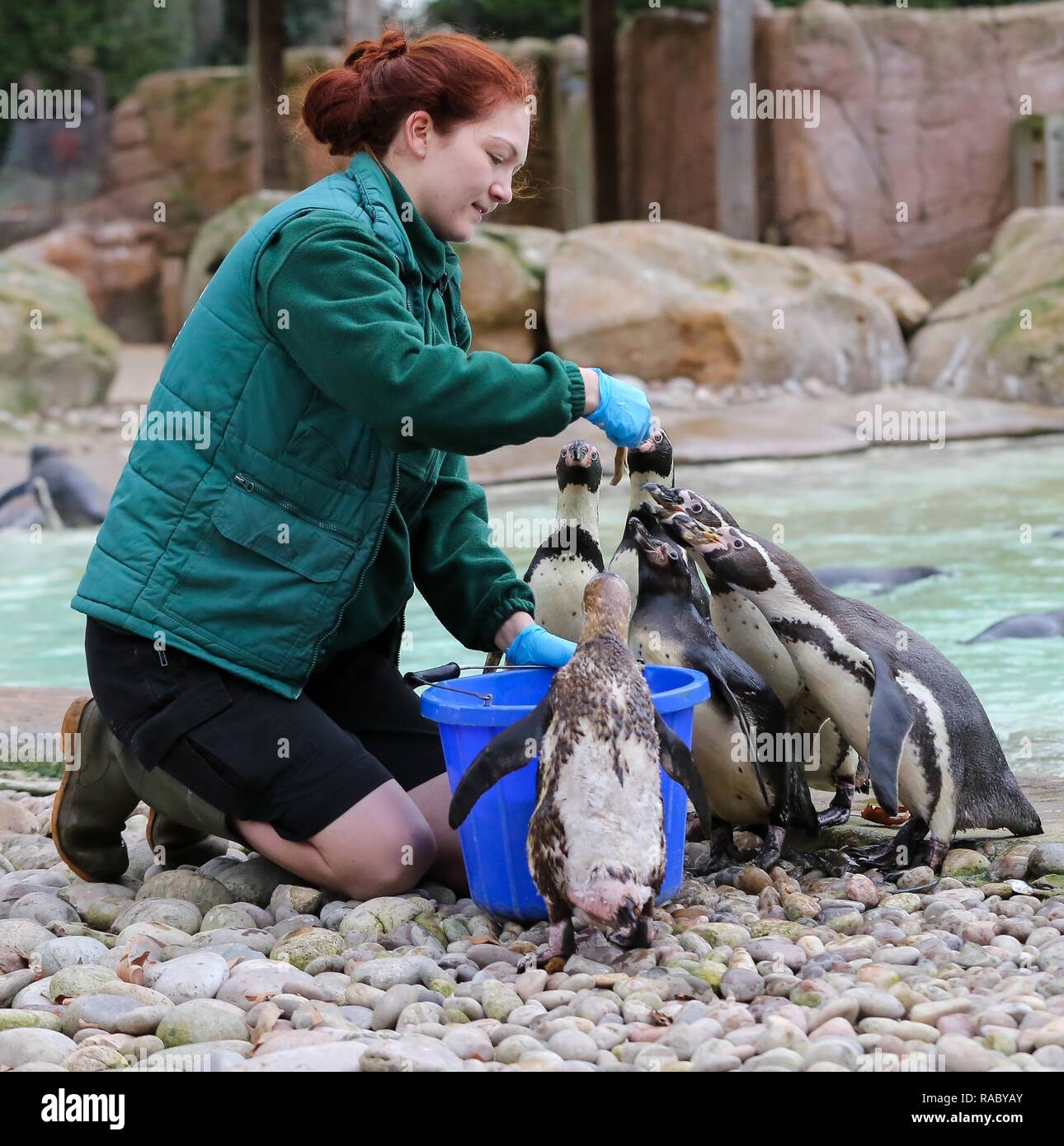 A London Zoo-keeper is seen feeding Penguins during the annual stock ...