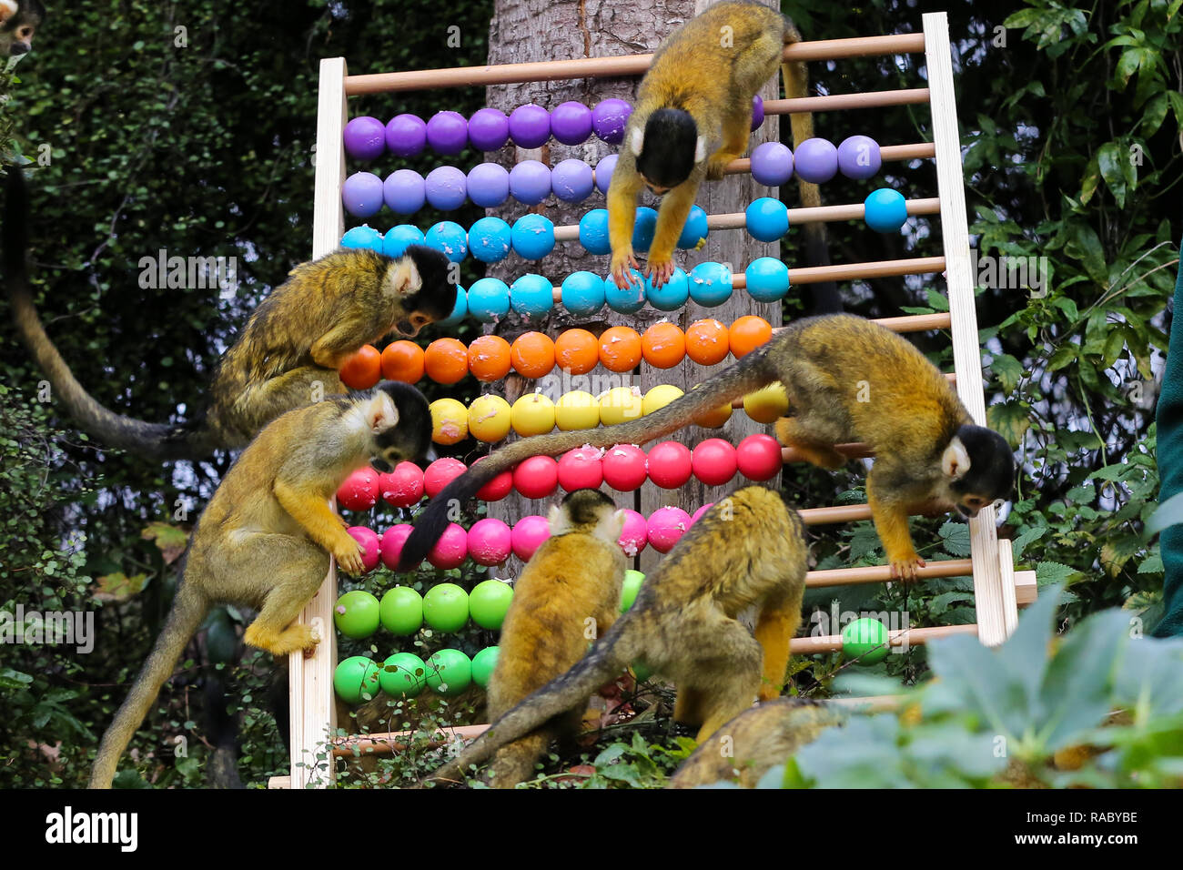 Squirrel Monkeys are seen with a counting board during the annual stock ...