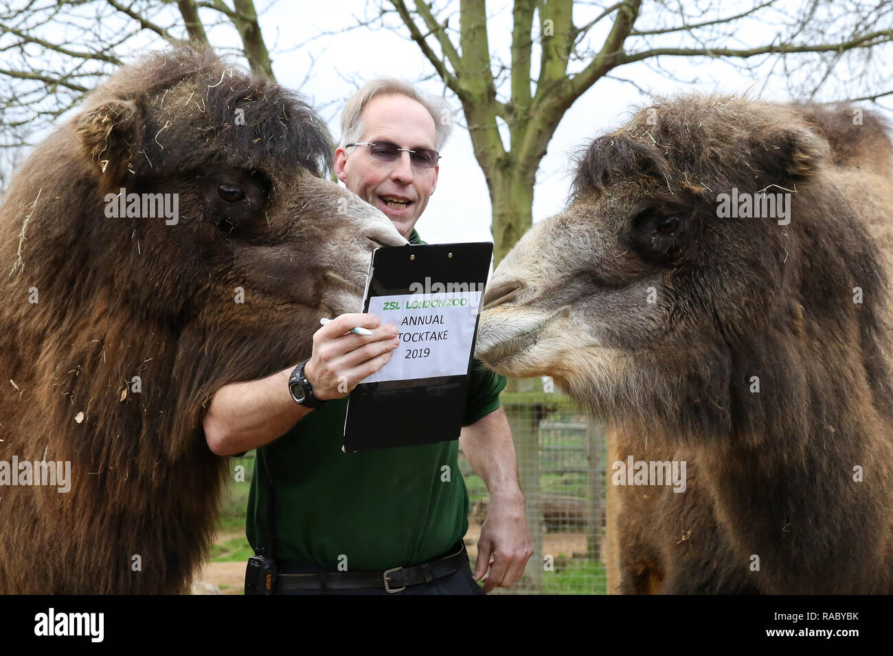 A London Zoo-keeper is seen with the Camels during the annual stock ...