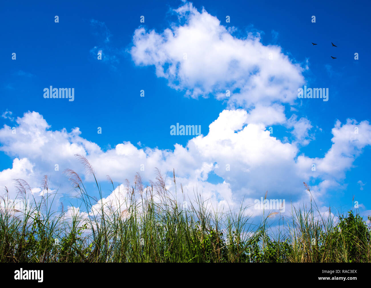 Flower of Kans grass sway in wind and the white clouds in blue sky ...