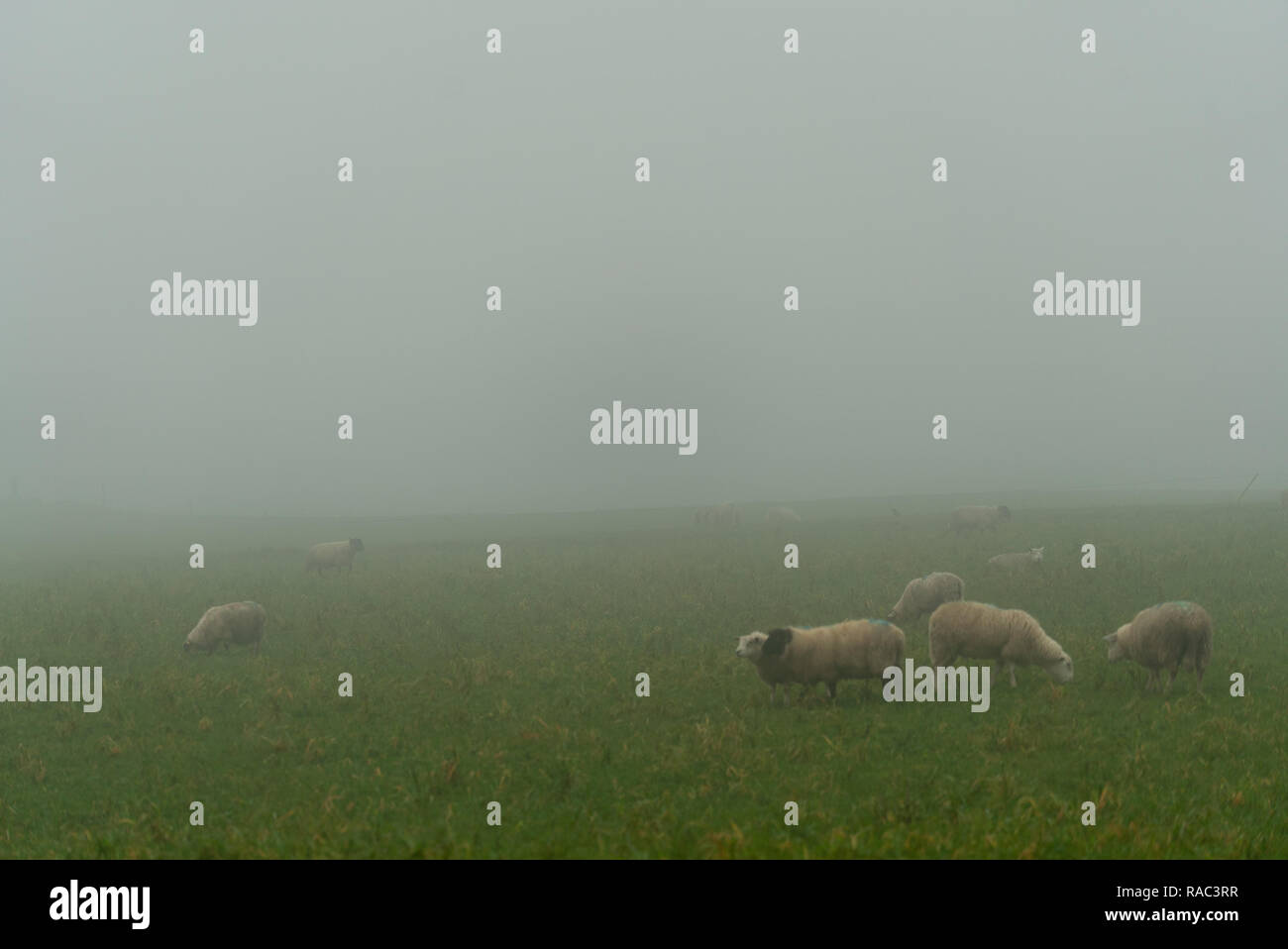 Sheep fog hi-res stock photography and images - Alamy