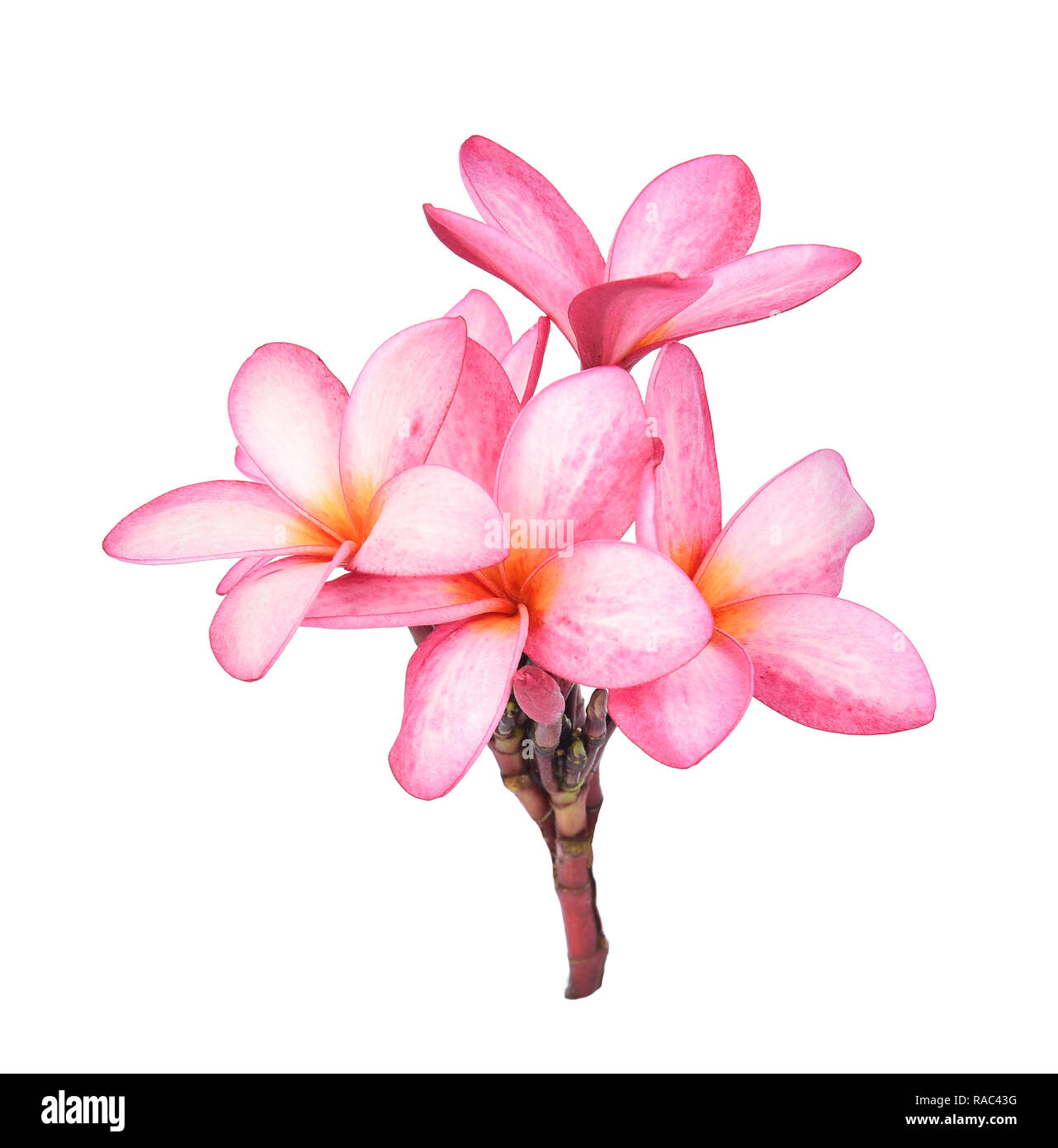 Frangipani flower isolated on white background Stock Photo - Alamy