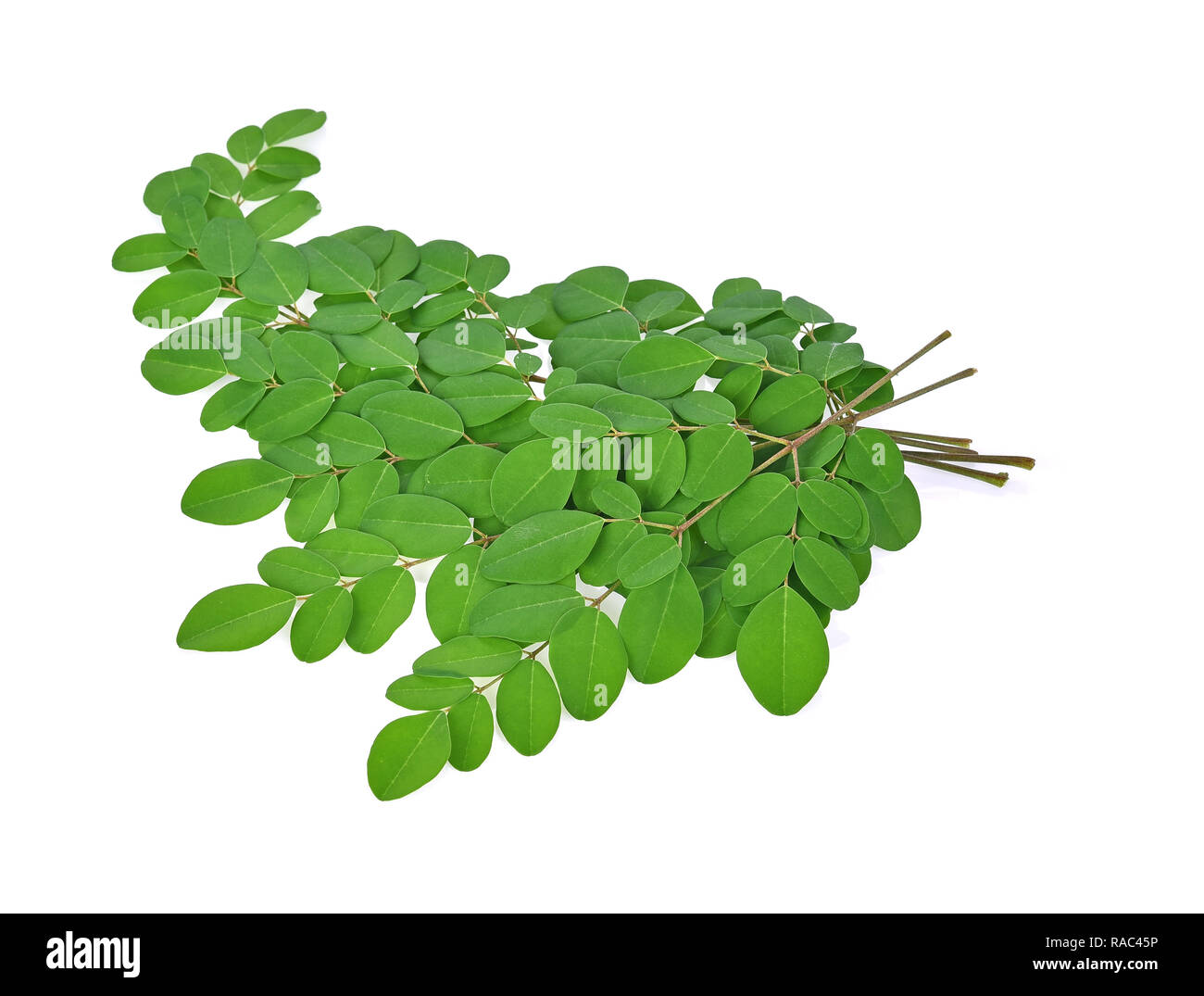 branch of green moringa leaves,Tropical herbs isolated on white ...