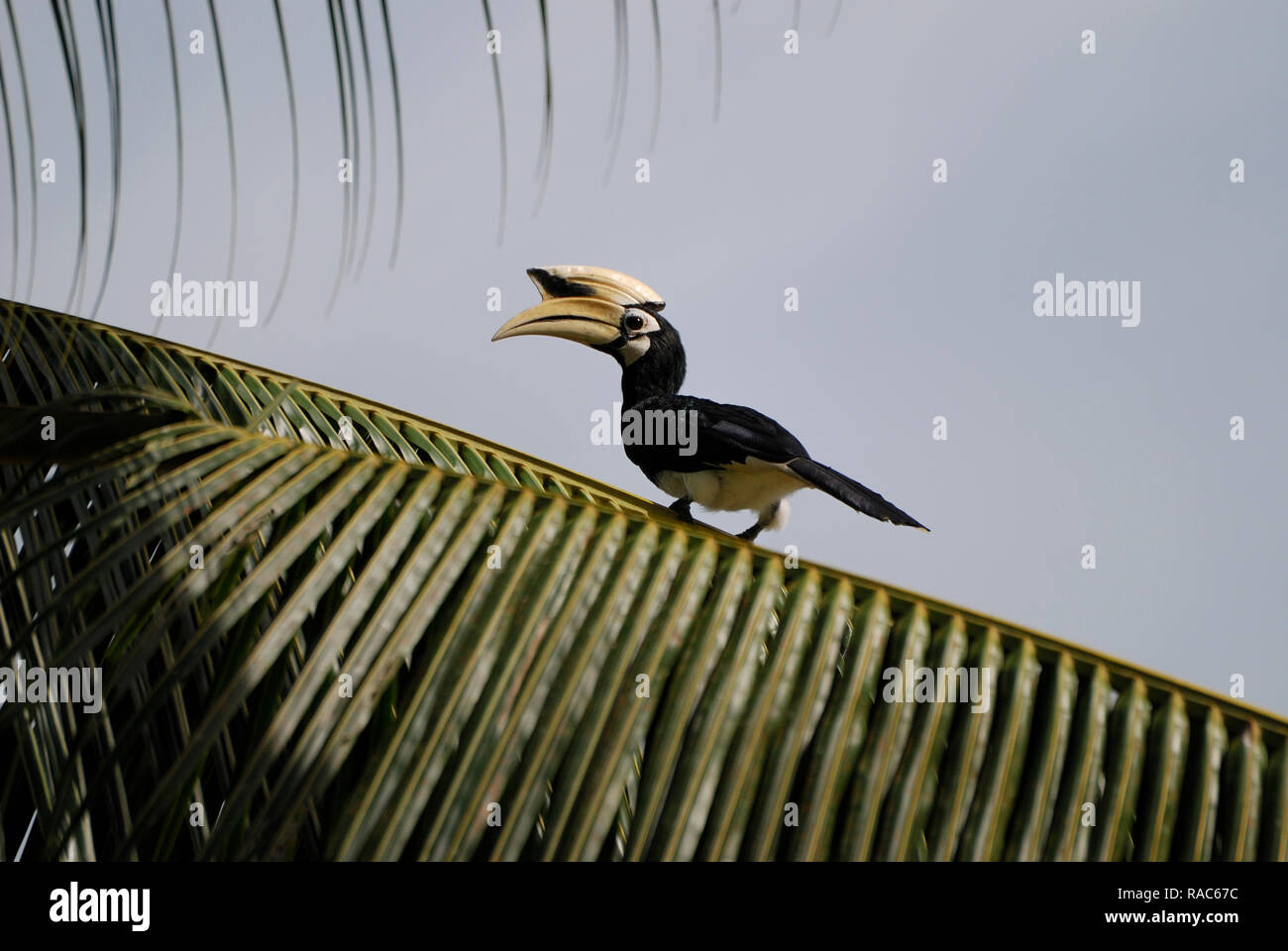 Canopy dwelling birds hi-res stock photography and images - Alamy