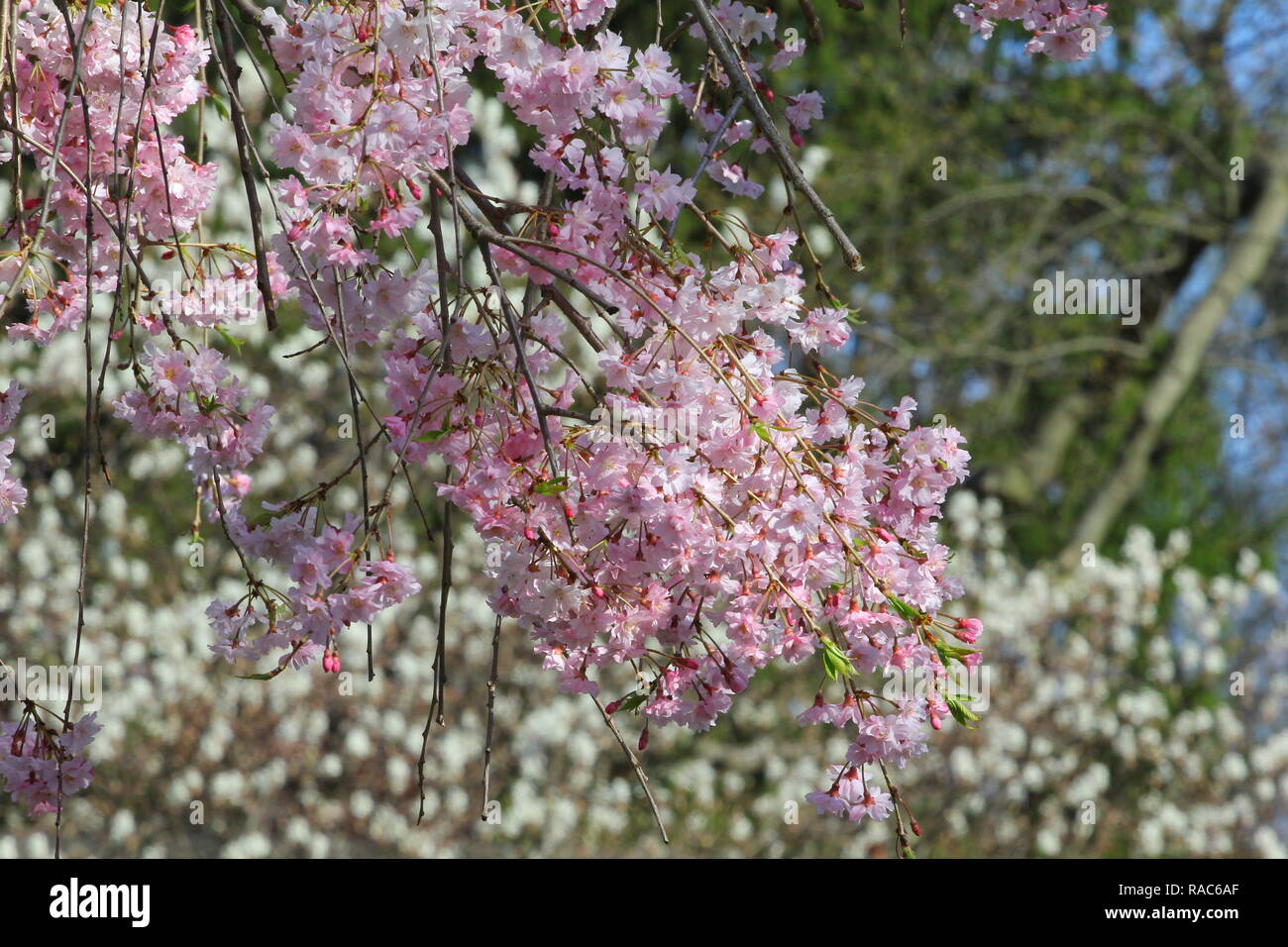 Weeping Cherry Tree Blossoms, Ohio Stock Photo - Alamy