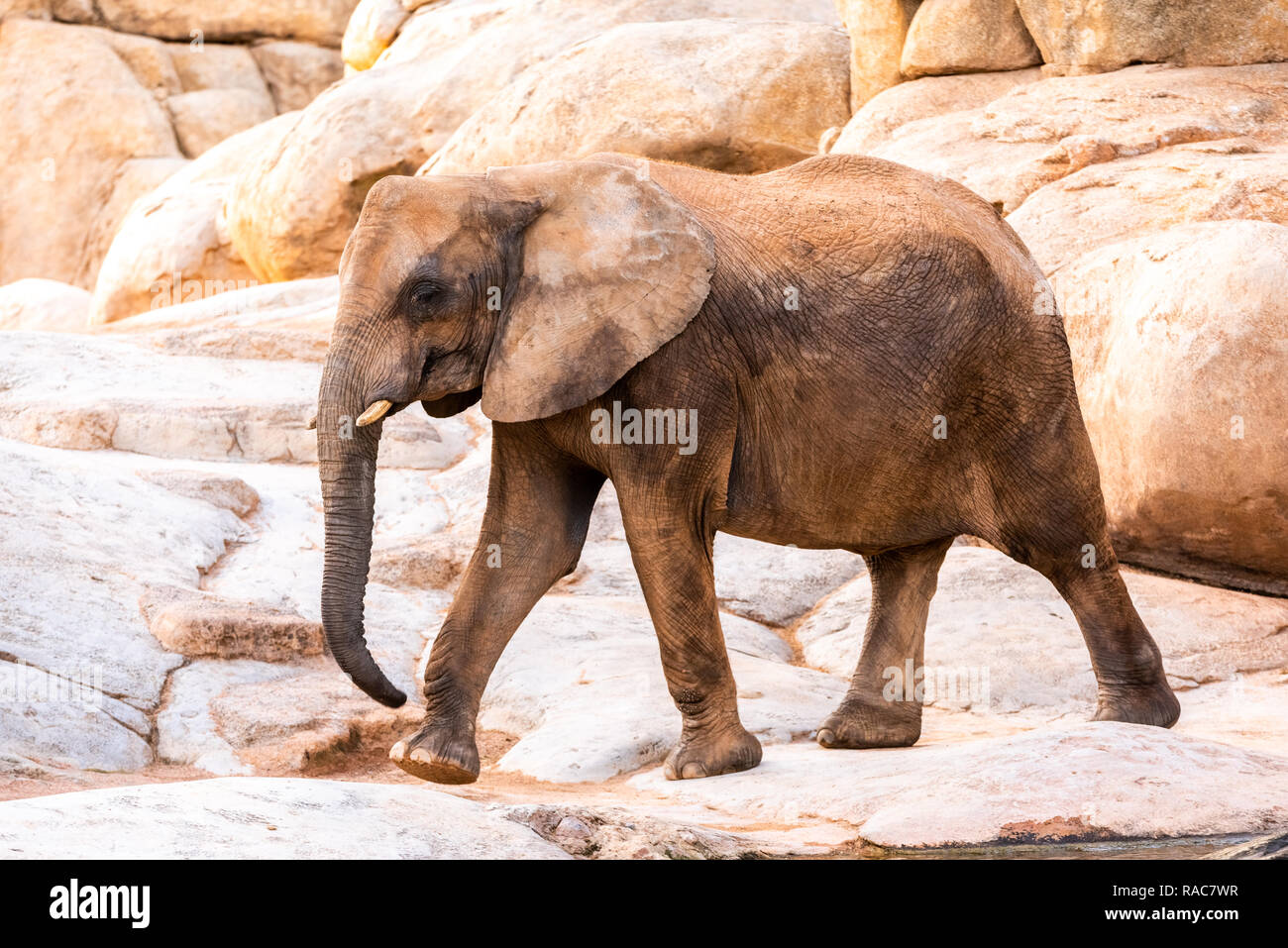 African wild animal captive in a zoo Stock Photo - Alamy