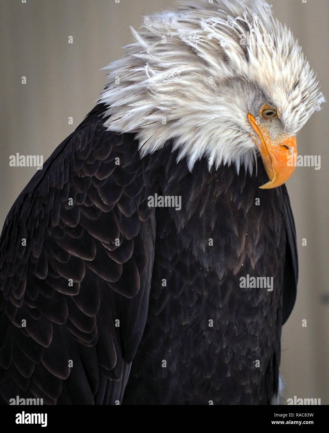 Notch wing hi-res stock photography and images - Alamy