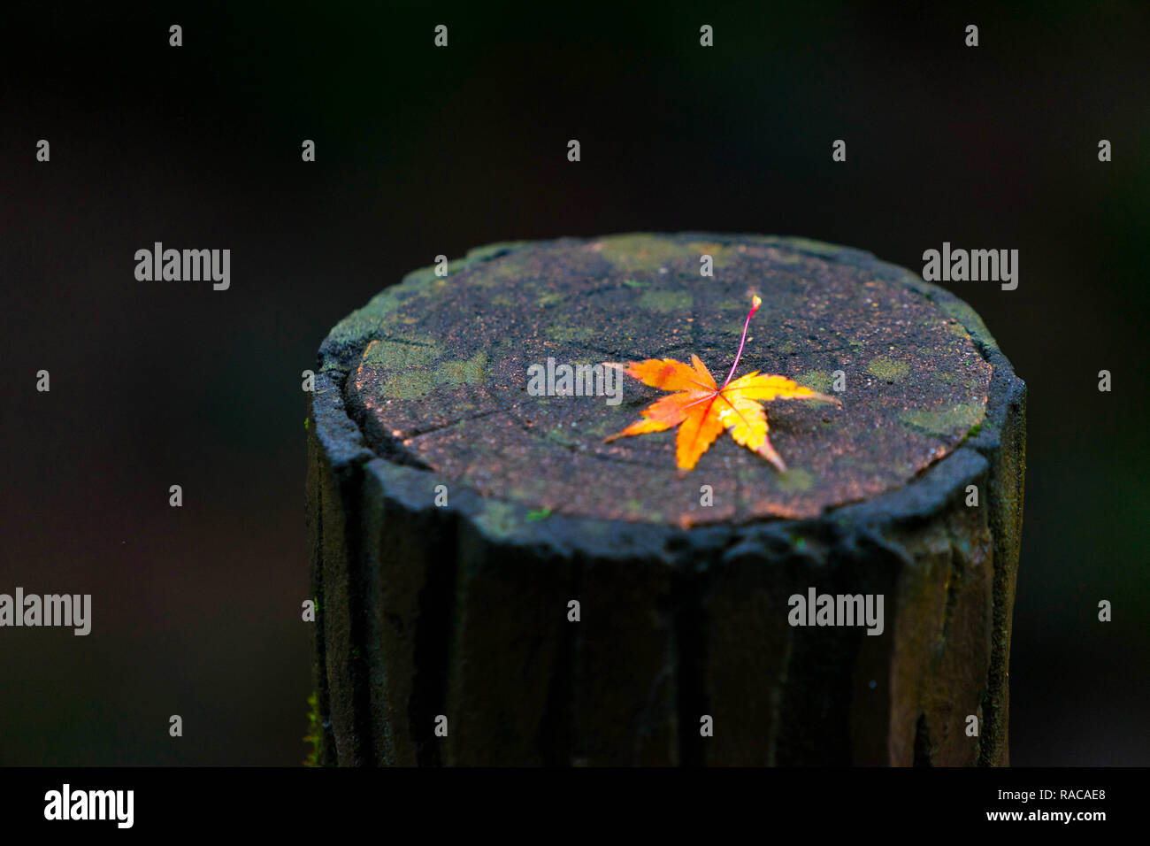 Minoo hi-res stock photography and images - Alamy