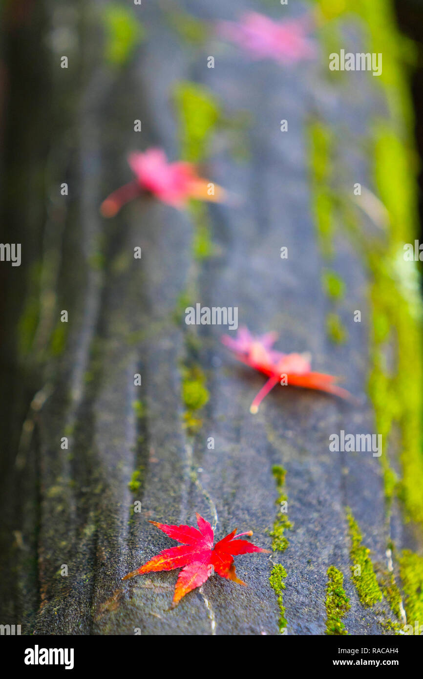 Minoo hi-res stock photography and images - Alamy